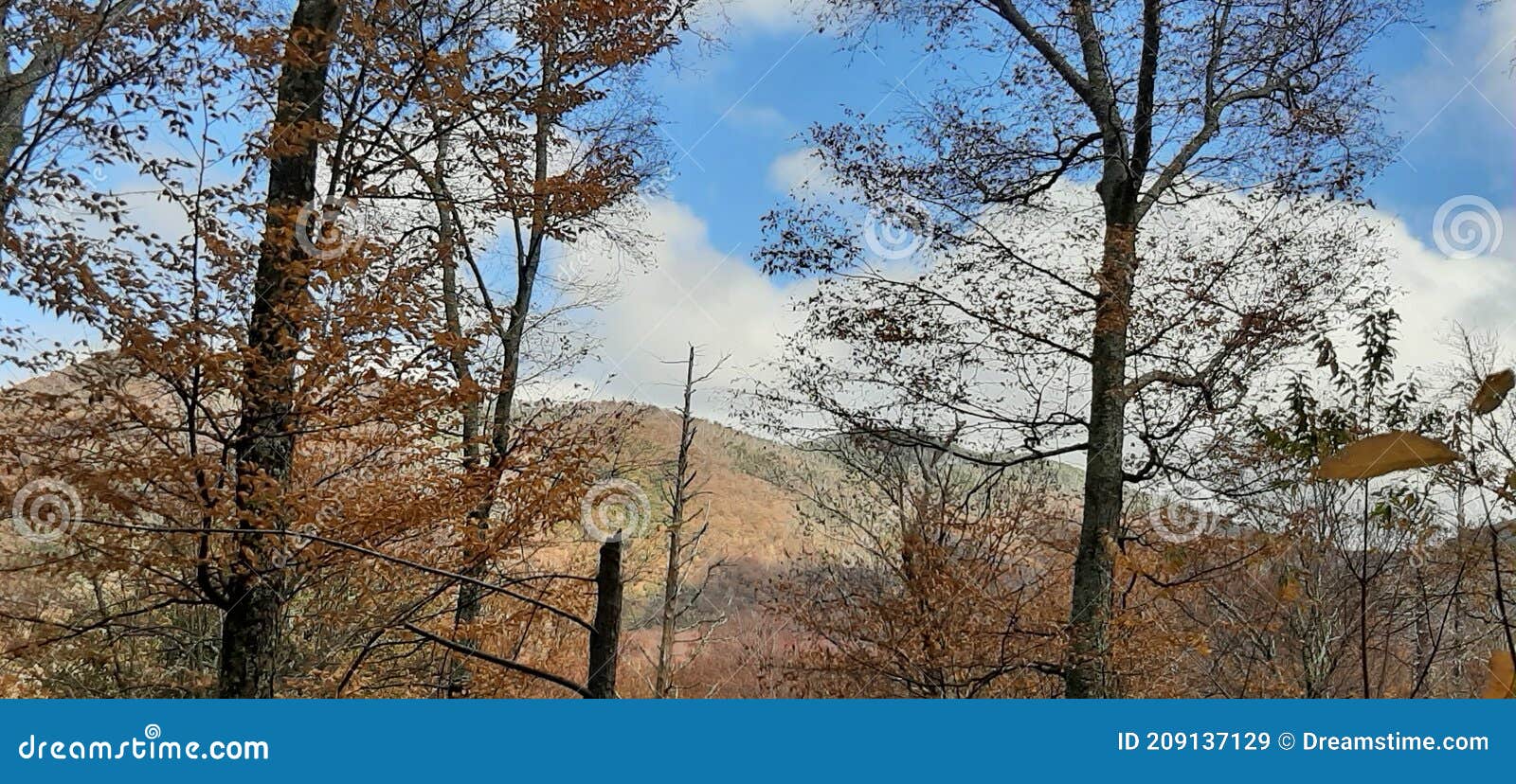 Mountains through the Treeline Stock Image - Image of branches, leaves ...