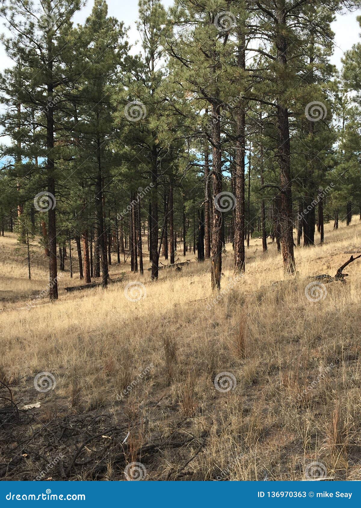 Mountains and Tree, Fall Time Stock Image - Image of trees, western ...