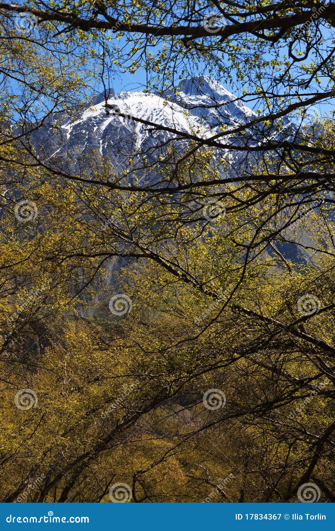 Mountains Trough Trees. Stepantsminda. Georgia. Stock Image - Image of ...