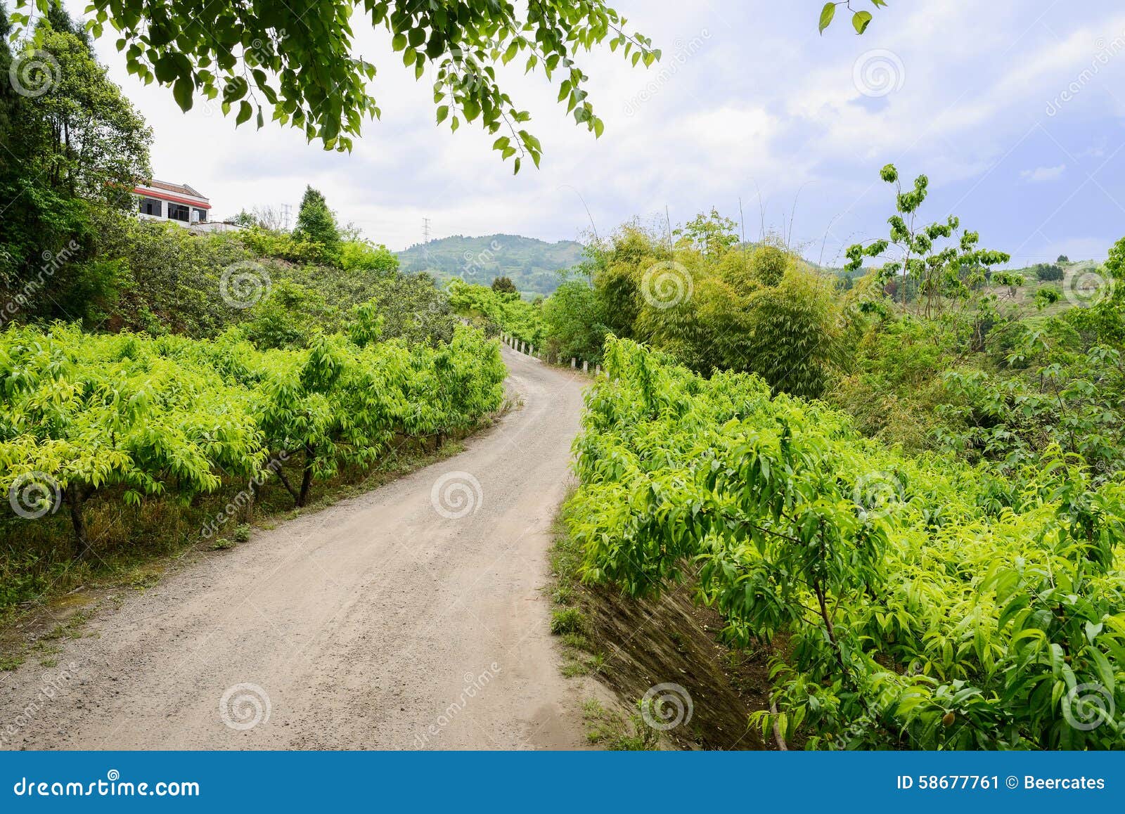 Mountainside Country Road in Fruit Trees on Cloudy Spring Day Stock ...