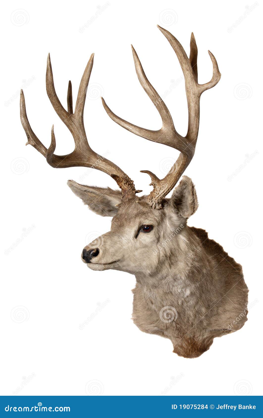 Mounted Deer Head Side View