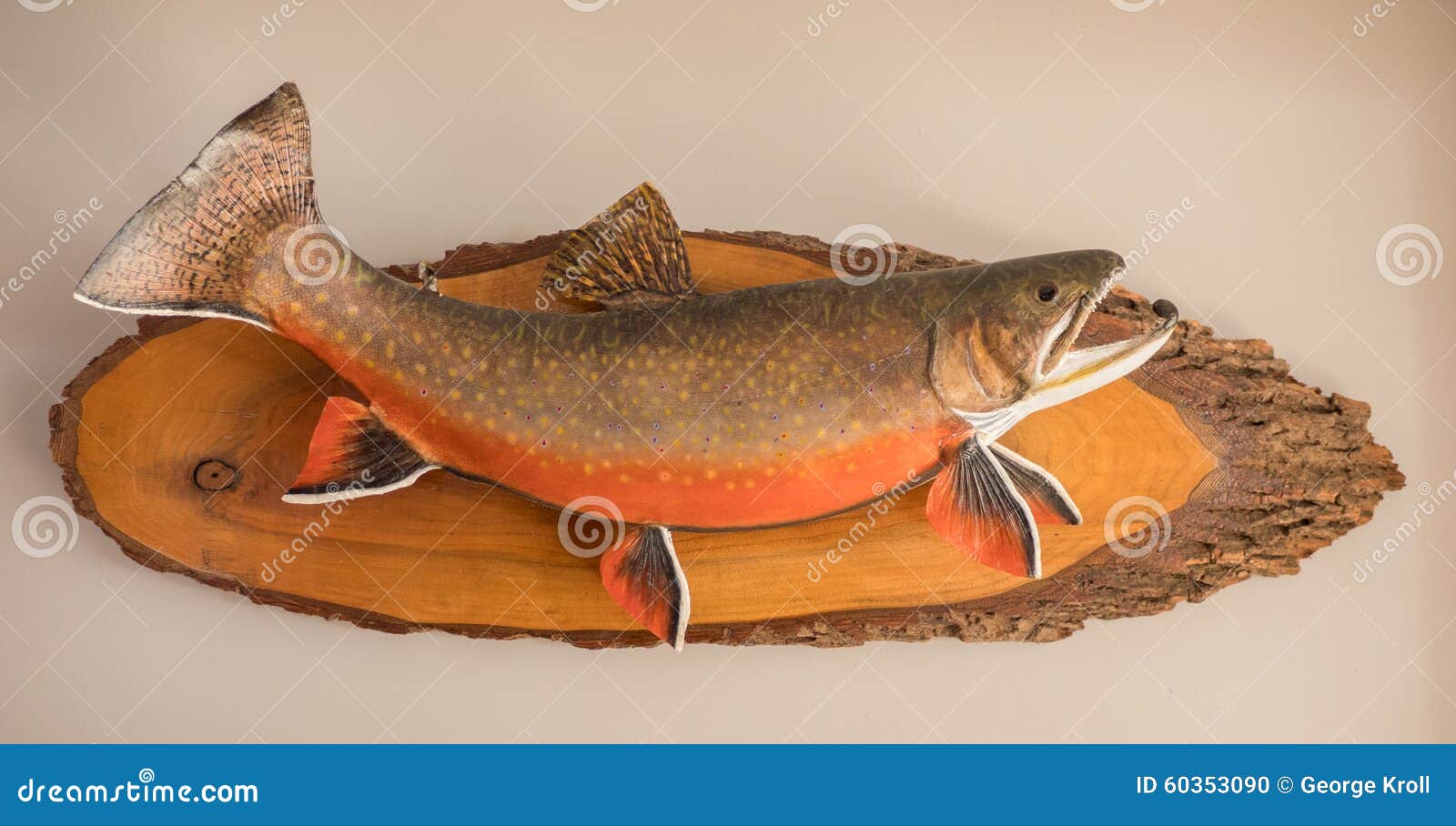 Mounted Fish stock photo. Image of plank, wood, rainbow - 60353090