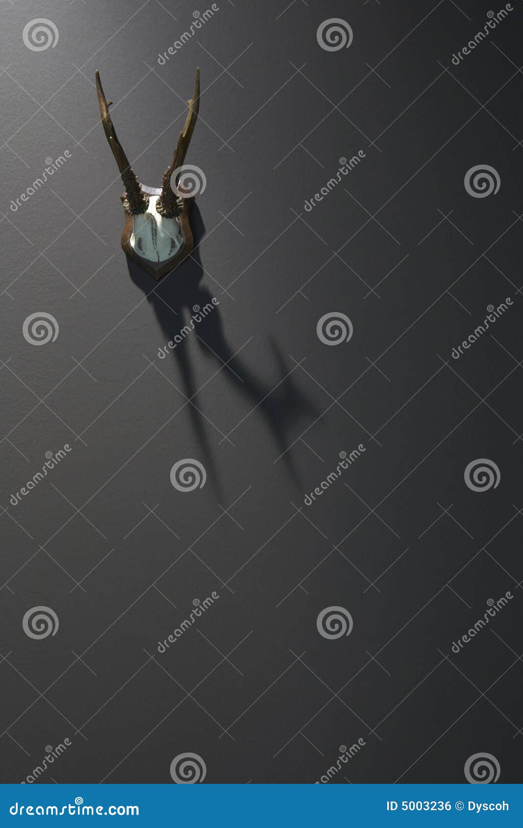 Mounted Jack-a-lope Deer Head Stock Photo - Image of hunted, hanging ...