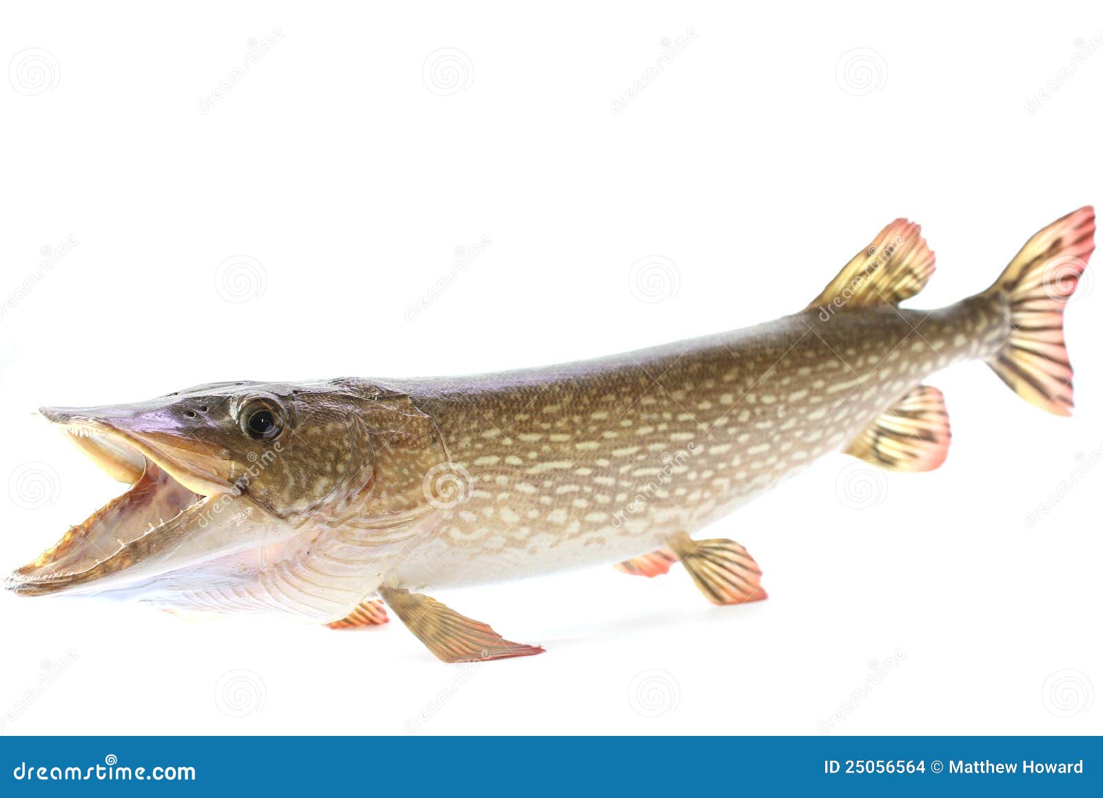 Mounted Northern Pike stock photo. Image of wildlife - 25056564
