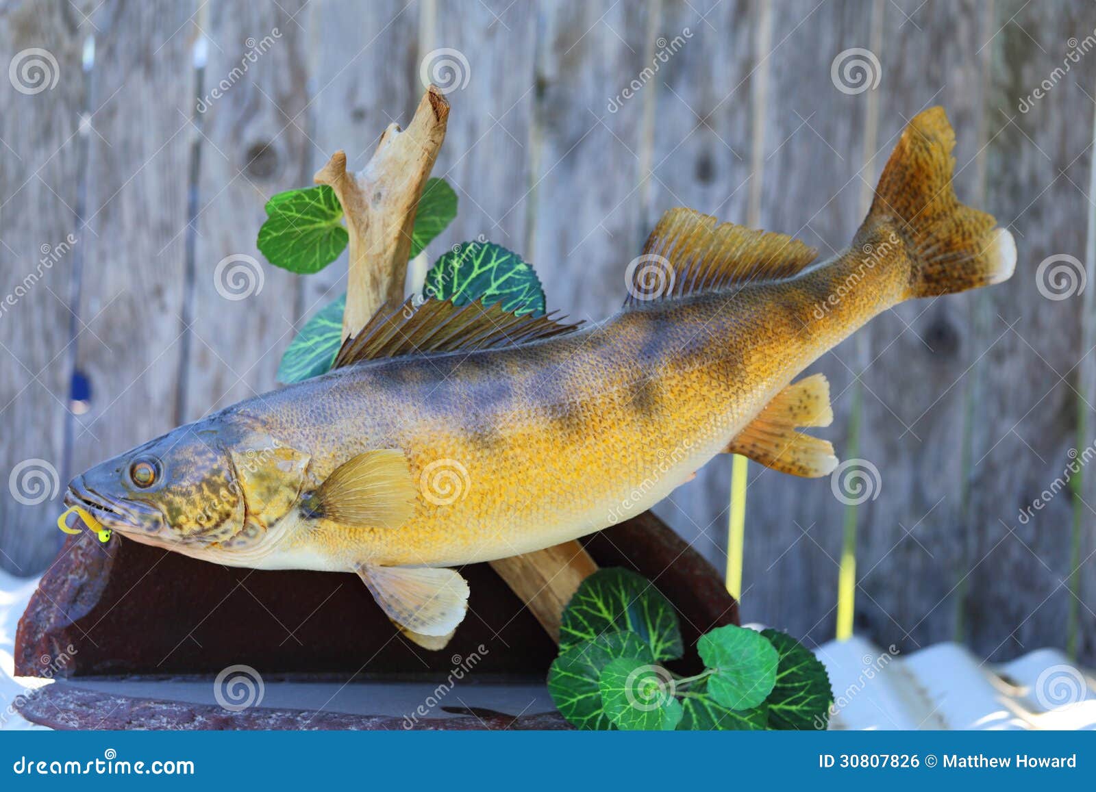 Mounted Walleye stock photo. Image of catch, seafood - 30807826