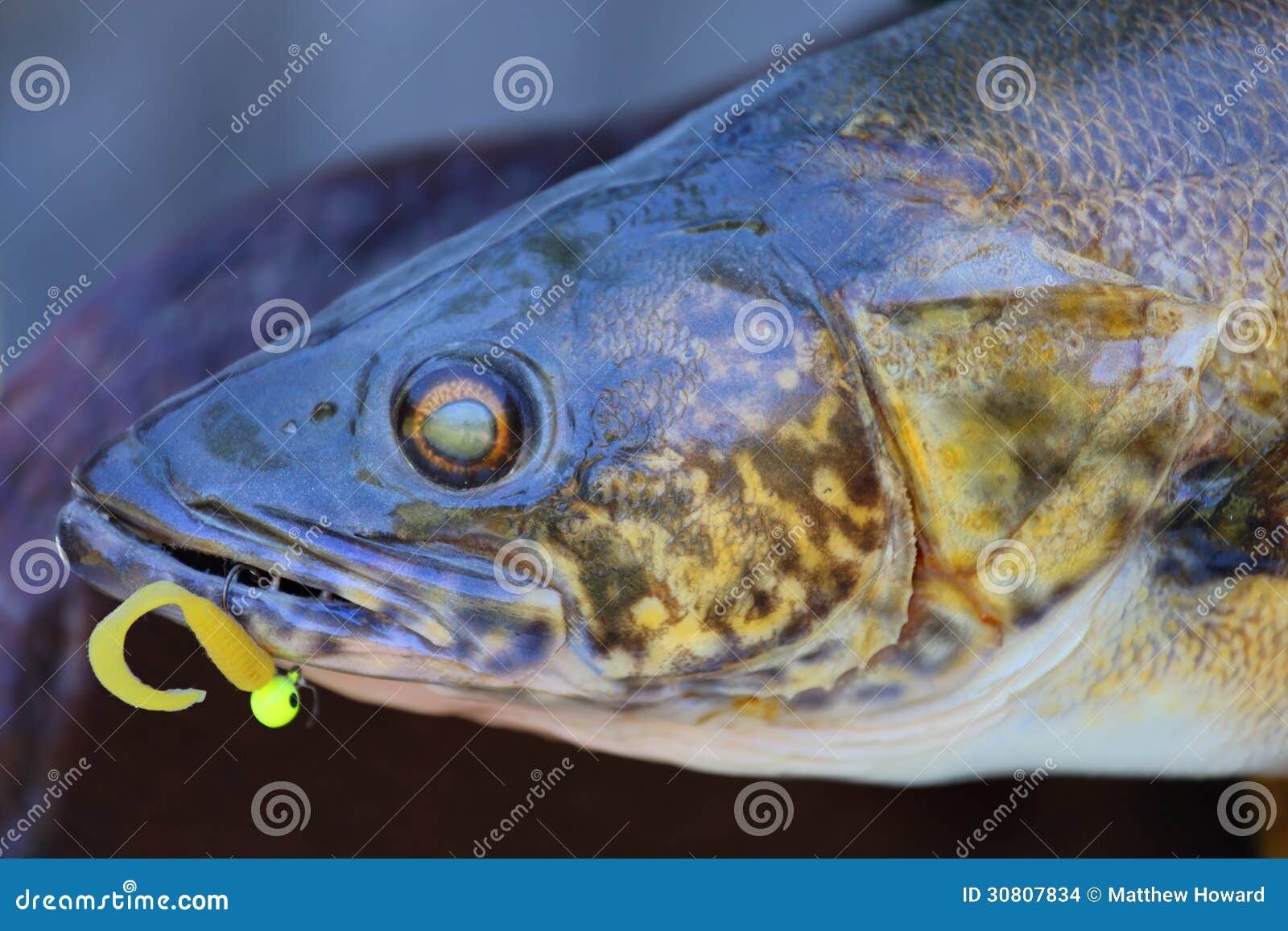 Mounted Walleye stock photo. Image of fishing, water - 30807834