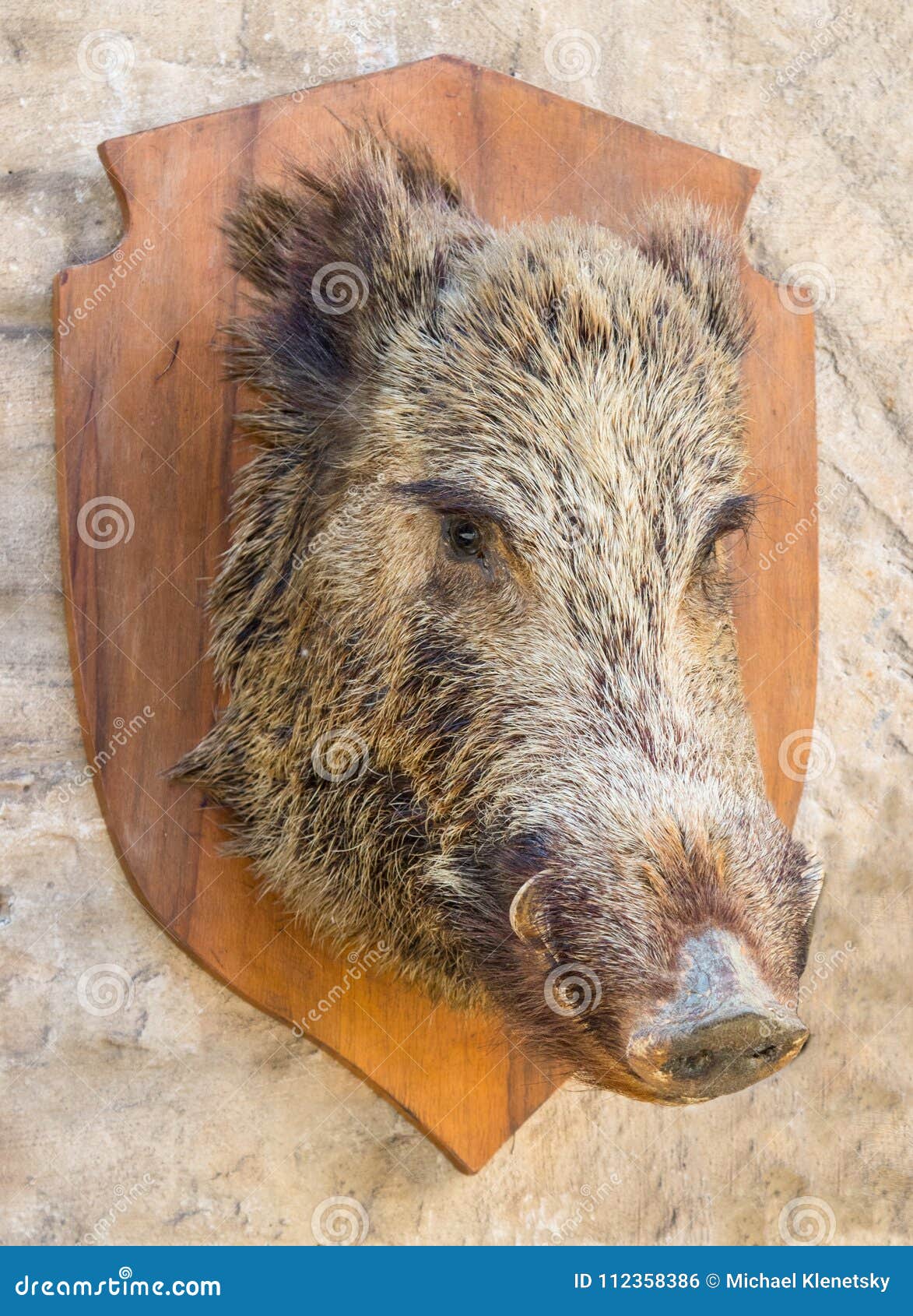 Wild Boar Head stock photo. Image of mammal, head, boar - 112358386