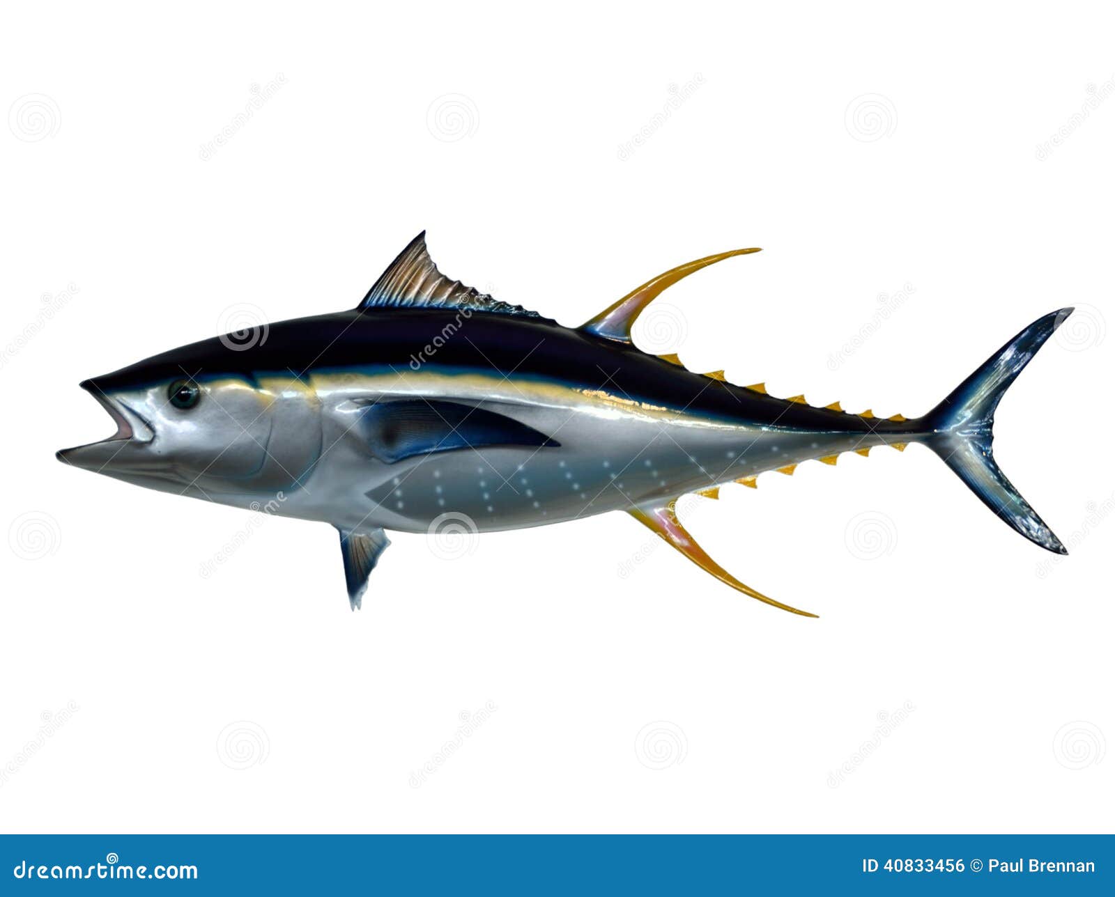 Mounted Yellowfin Tuna stock photo. Image of albacares - 40833456