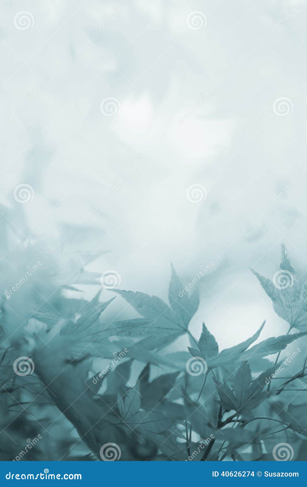 Mourning Background with Maple Leaves in Shades of Grey Stock Photo ...