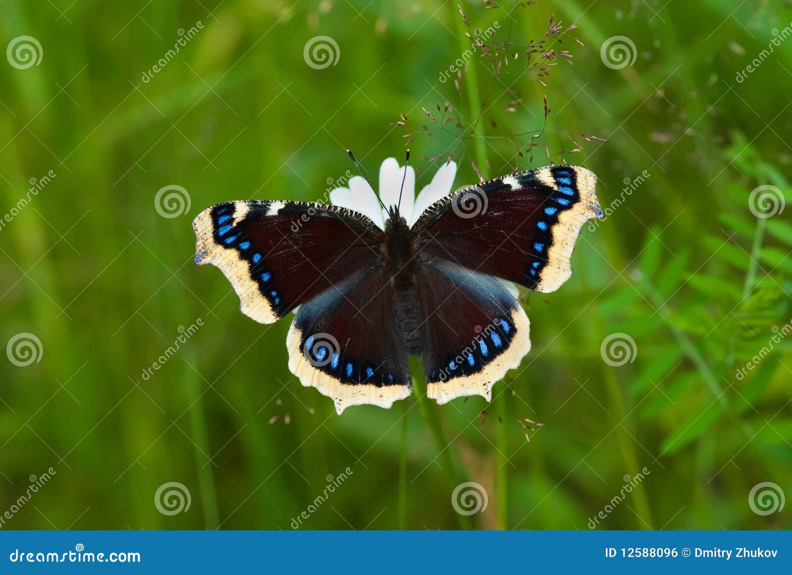 Mourning-cloak Butterfly stock photo. Image of nature - 12588096