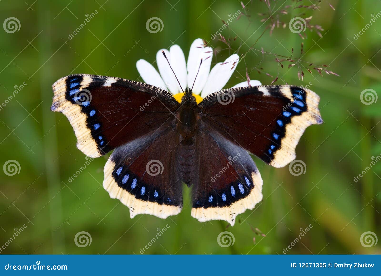 Mourning-cloak Butterfly stock image. Image of butterfly - 12671305