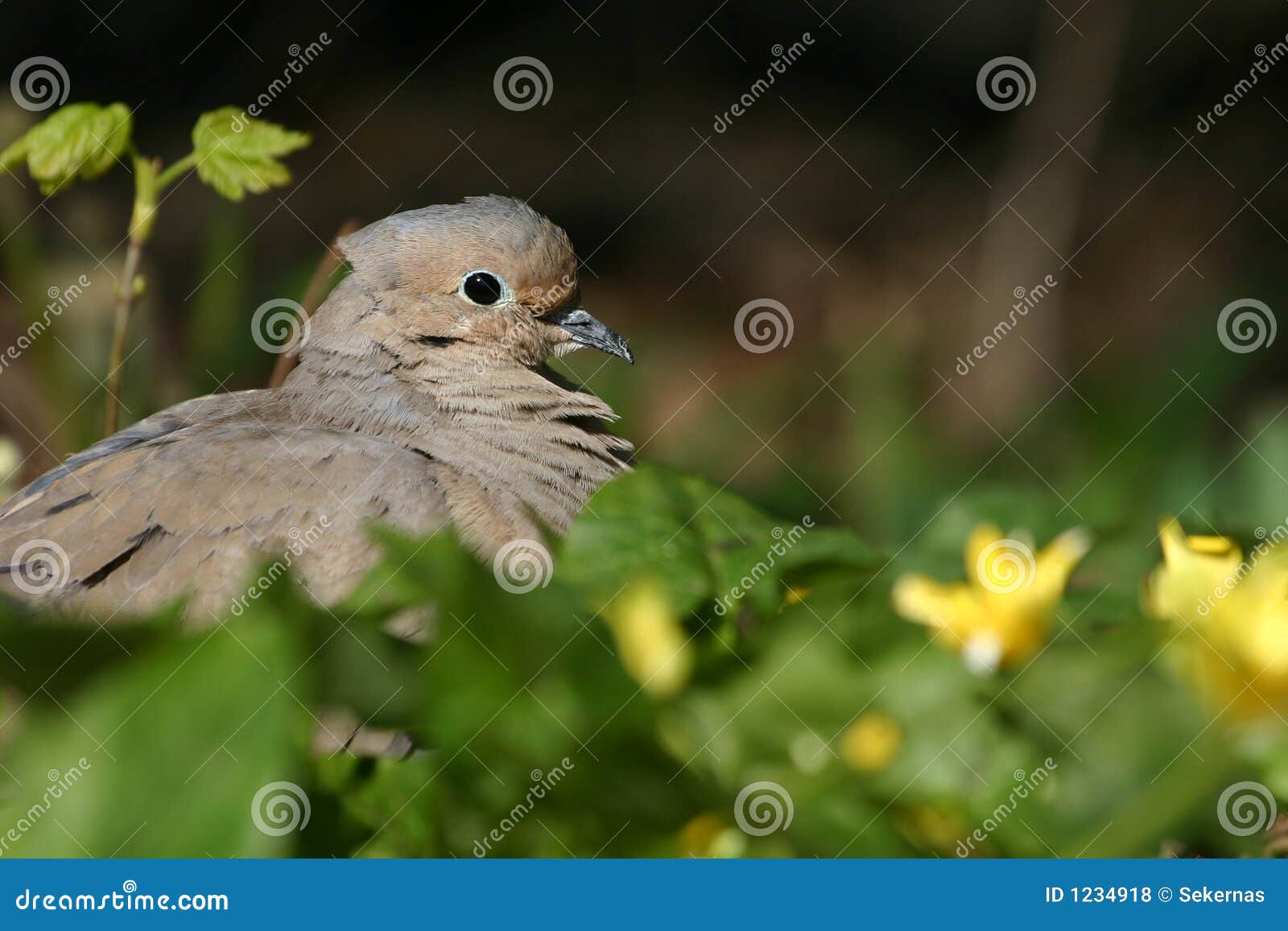 Mourning Dove Sleeping On A Wood Fence Royalty-Free Stock Photography ...