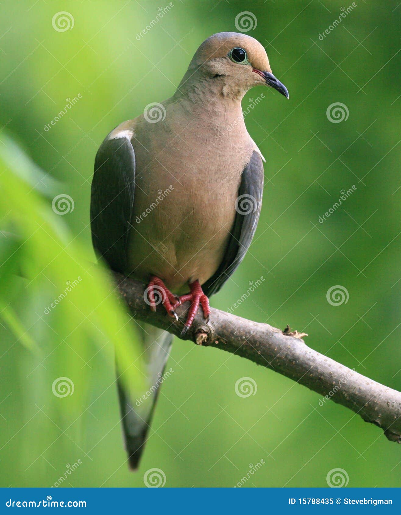 Mourning dove stock image. Image of nature, upland, avian - 15788435