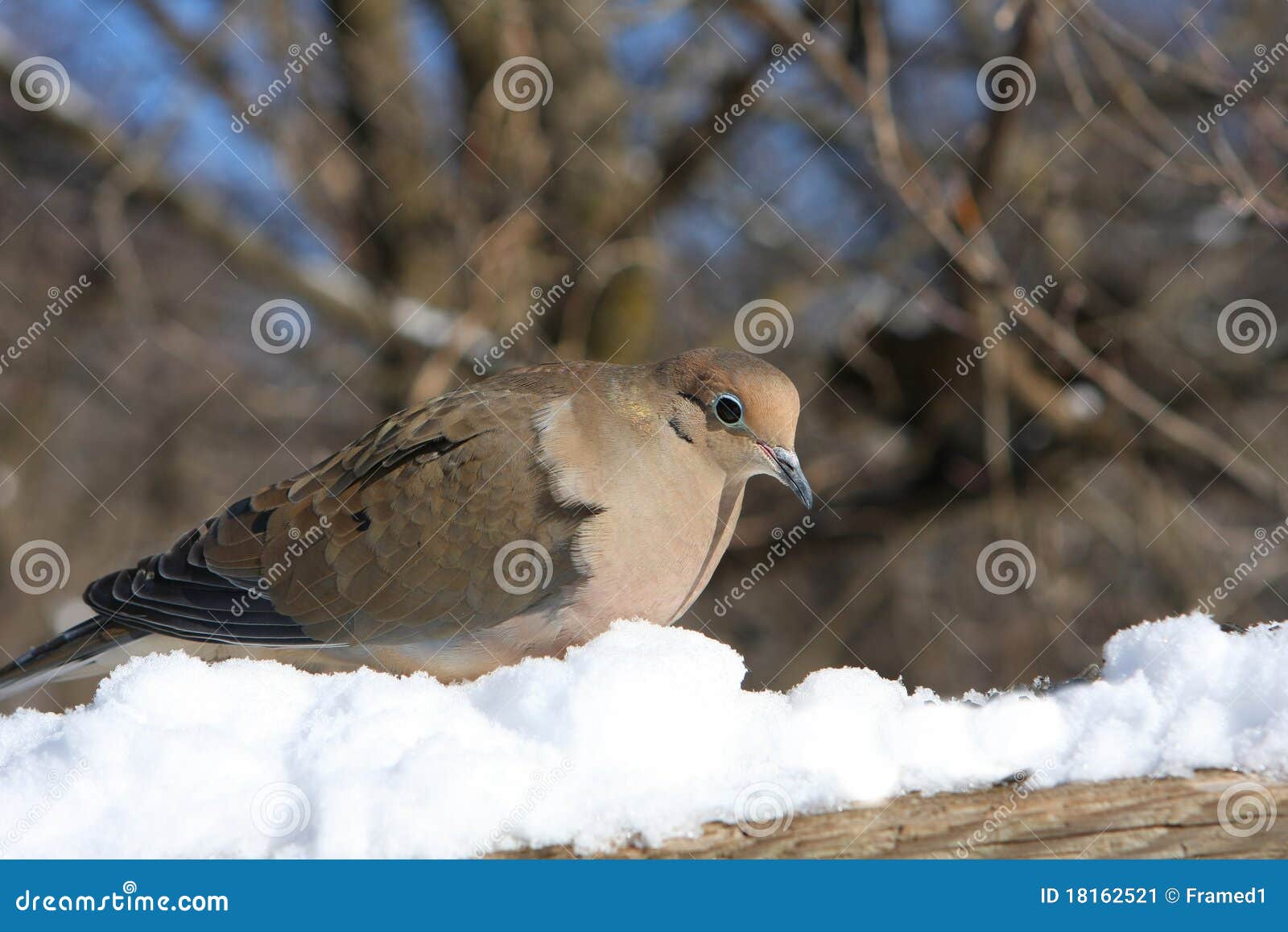 Mourning Dove stock image. Image of fauna, beak, perch - 18162521