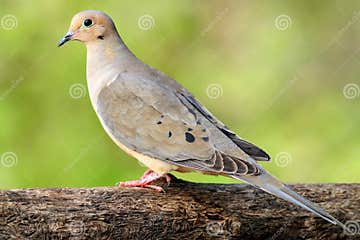 Mourning Dove stock photo. Image of wildlife, zenaida - 24285634