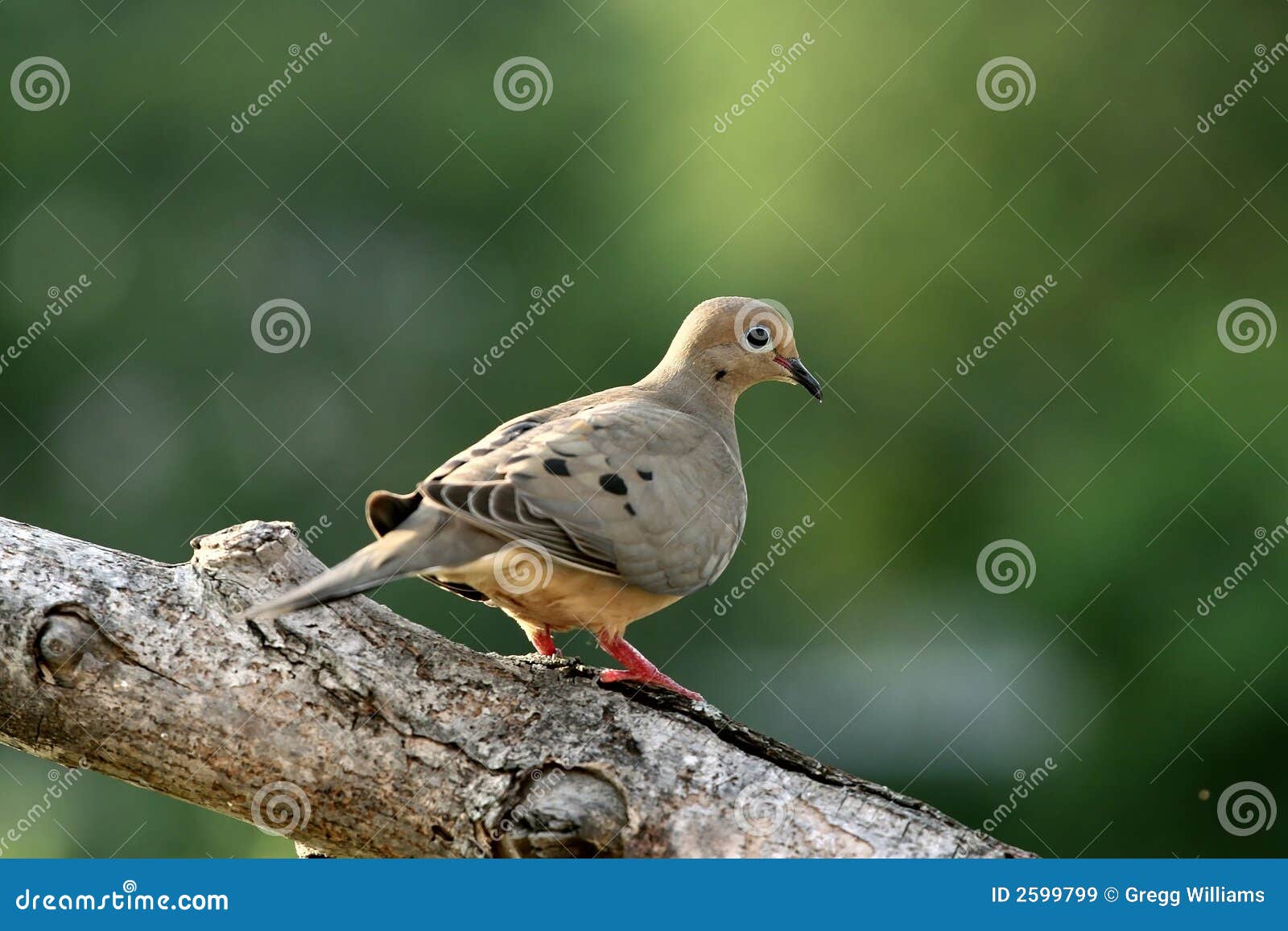 Mourning Dove stock image. Image of wildlife, doves, feathers - 2599799