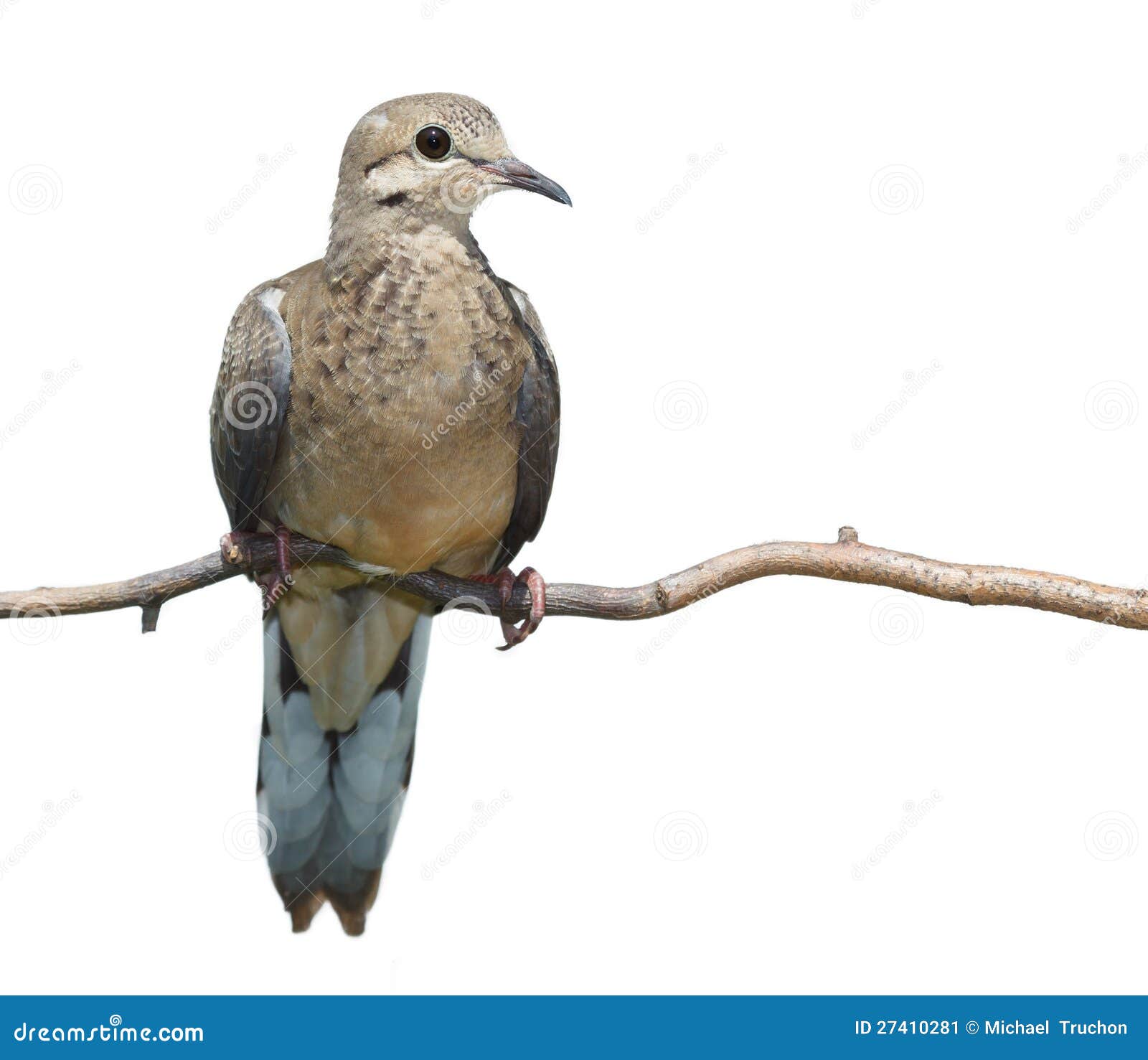 Mourning Dove On One Leg On The Grass Stock Image | CartoonDealer.com ...