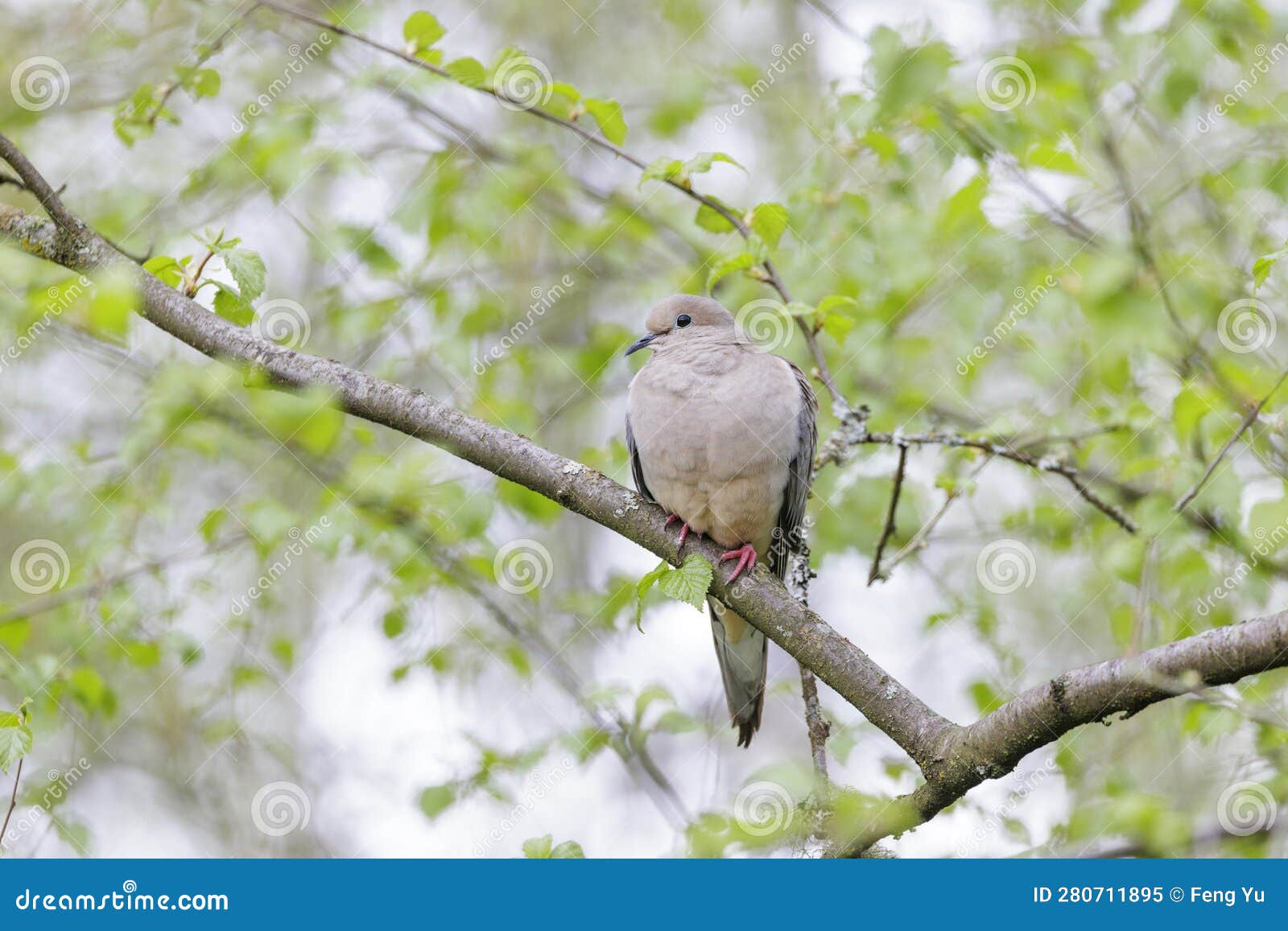 Mourning dove bird stock image. Image of animal, columbia - 280711895