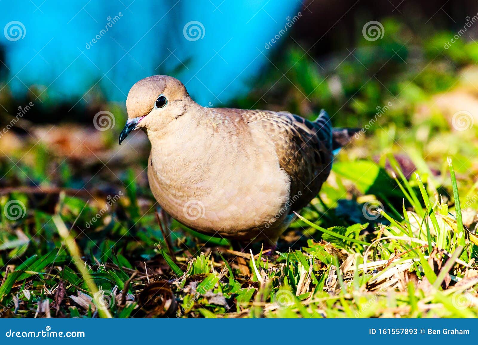 Mourning Dove Bird in Venice Florida Stock Image - Image of florida ...