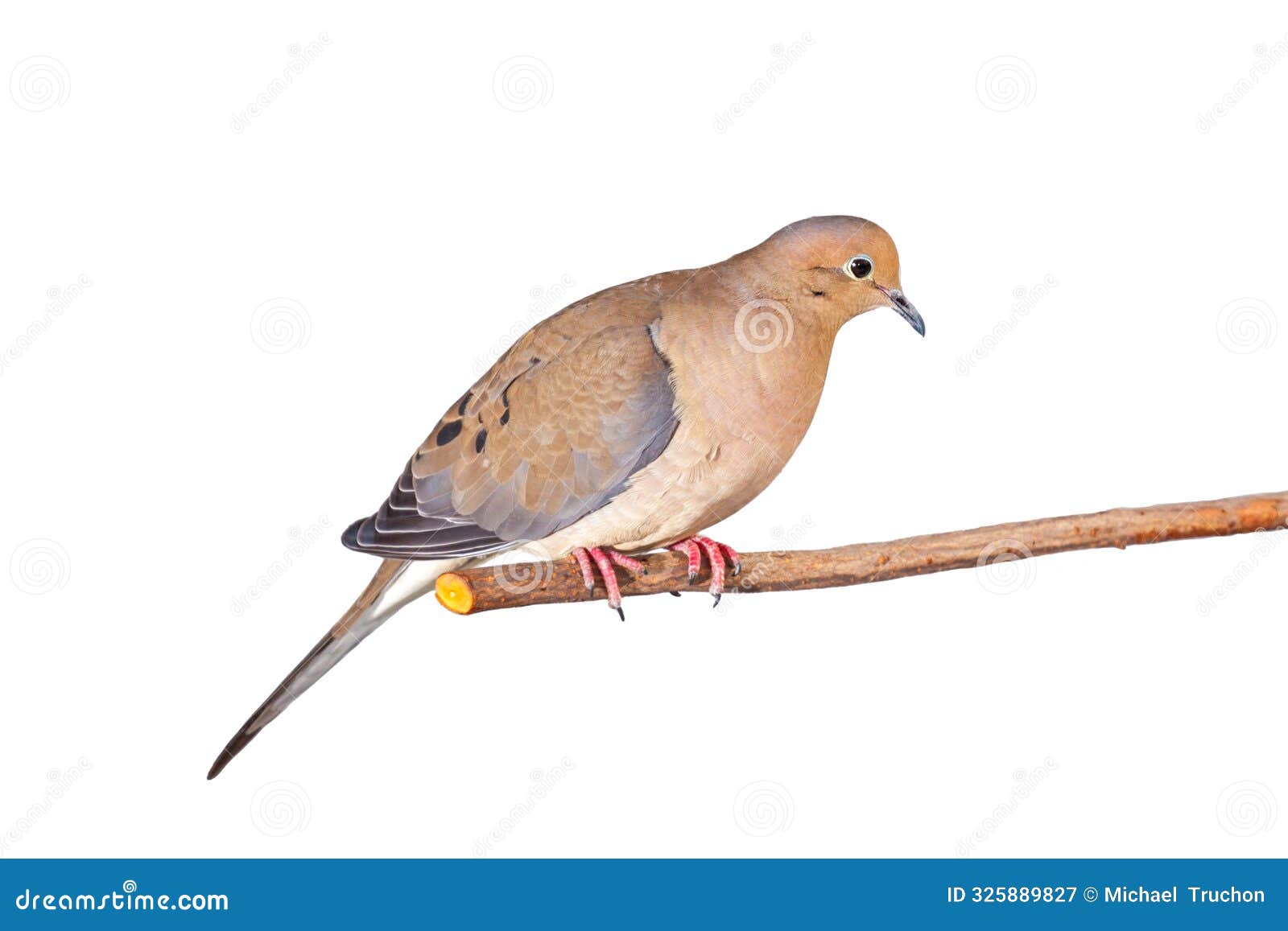 Mourning Dove on a Branch stock image. Image of people - 325889827