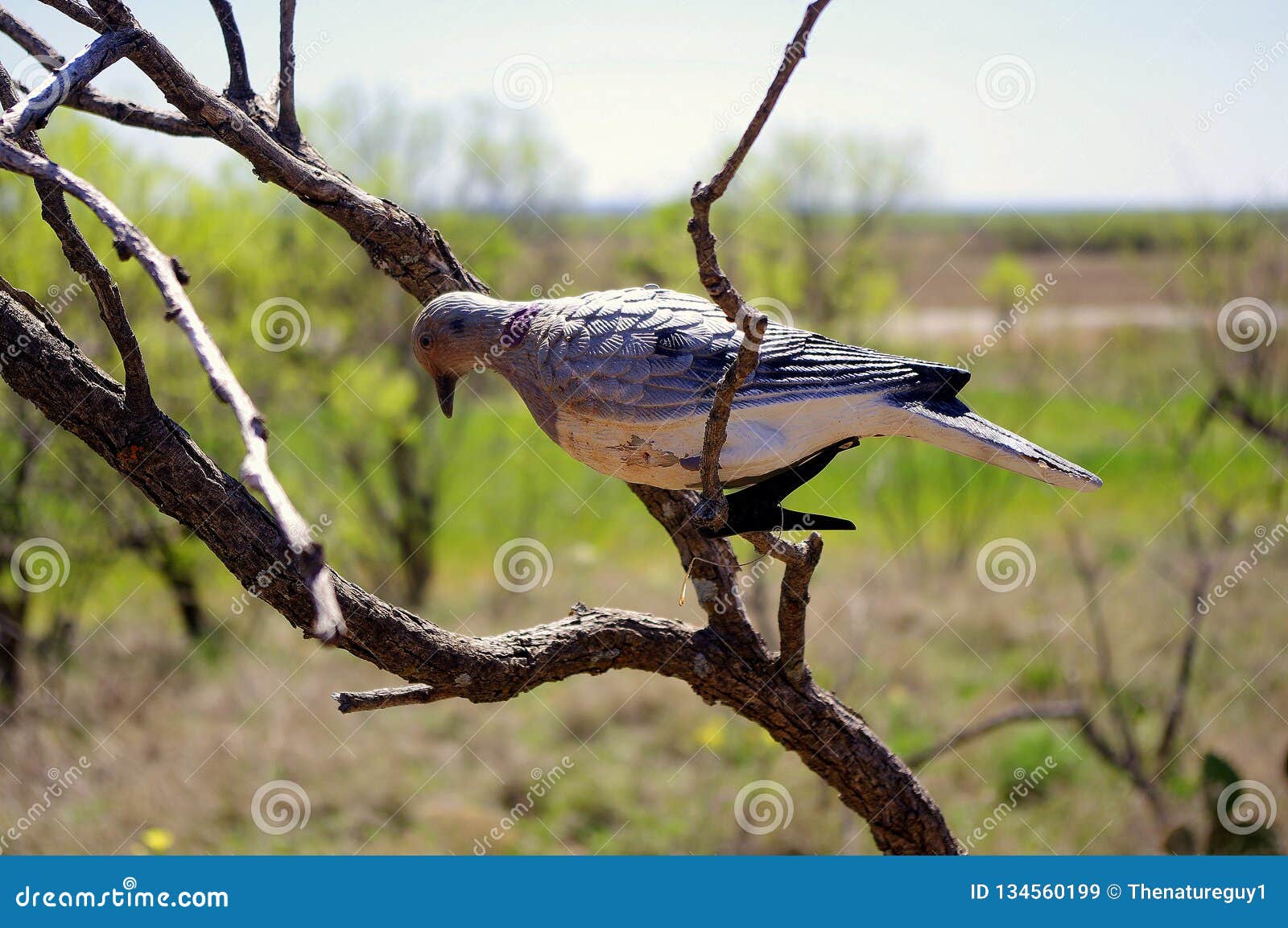 Mourning Dove Decoy on Dead Tree Limb Stock Image - Image of indiana ...