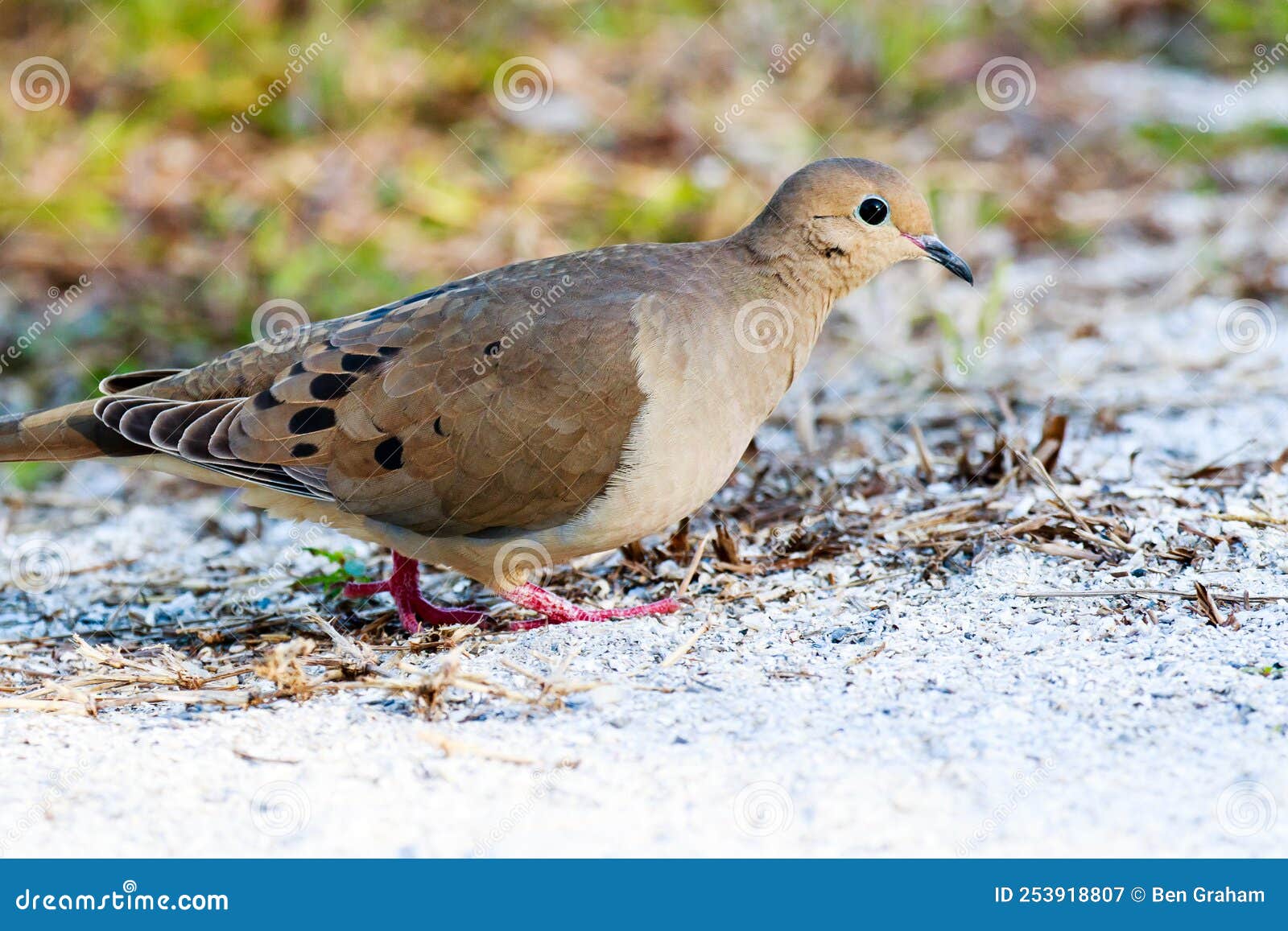 Mourning Dove on Florida Beach Stock Image - Image of bird, nature ...
