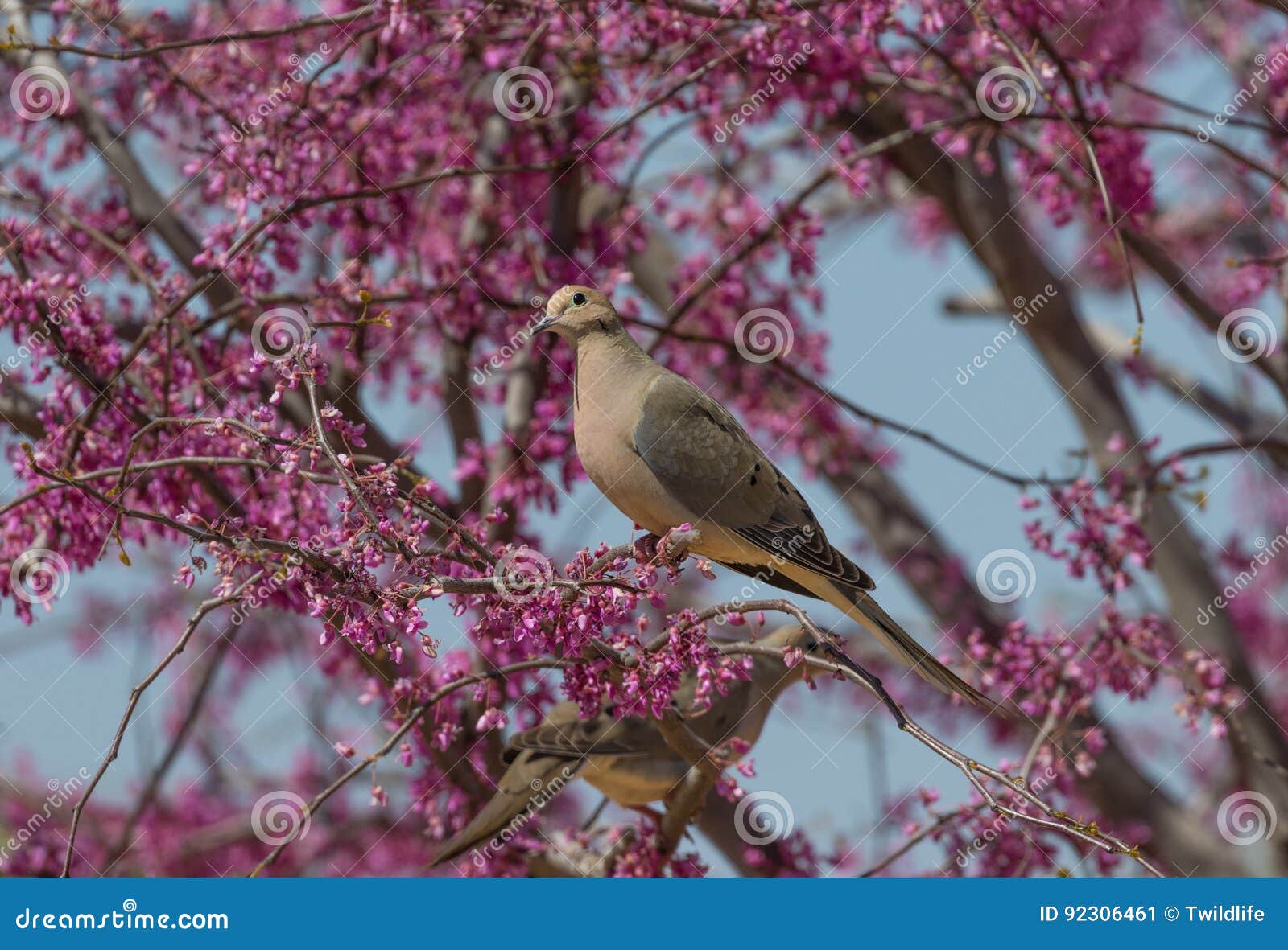 Mourning Dove in Flowering Tree Stock Image - Image of animal ...