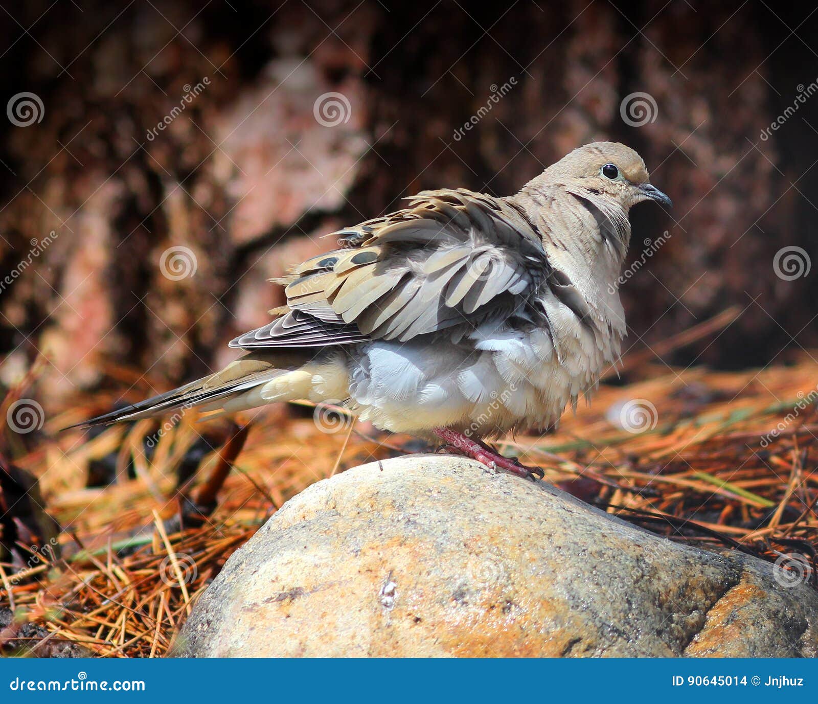 Mourning Dove Fluffing His Feathers Stock Photo - Image of dove ...