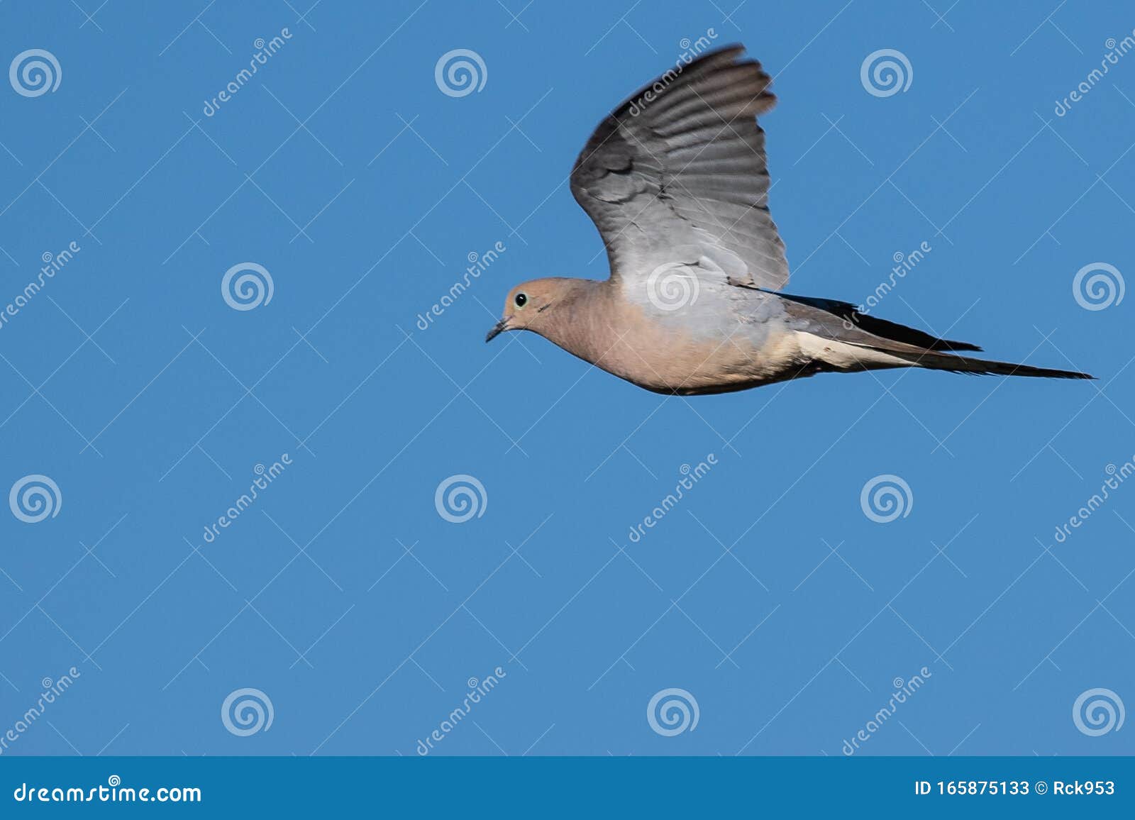 Mourning Dove Flying in a Blue Sky Stock Image - Image of north ...
