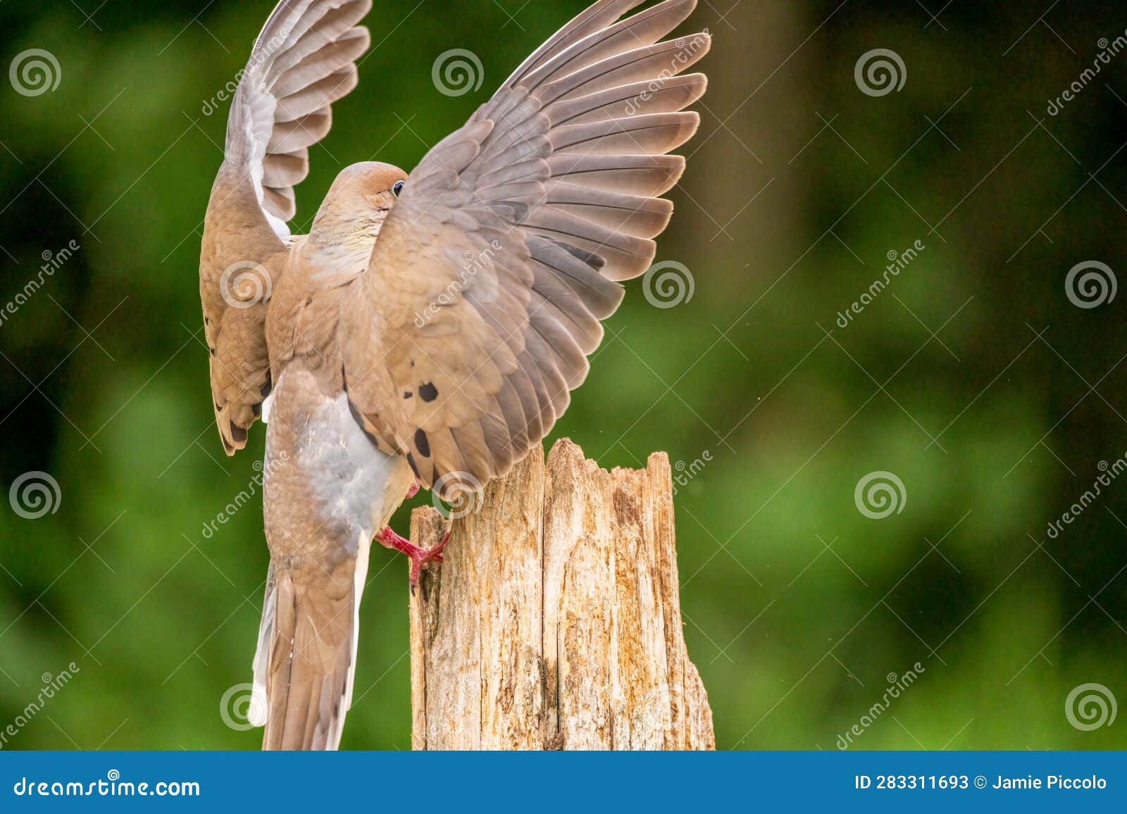 Mourning Dove Flying Onto a Fence Post Stock Image - Image of fence ...