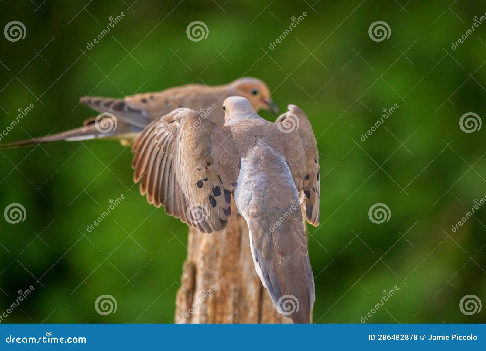 Mourning Dove Flying Towards Mate Stock Photo - Image of mourning ...