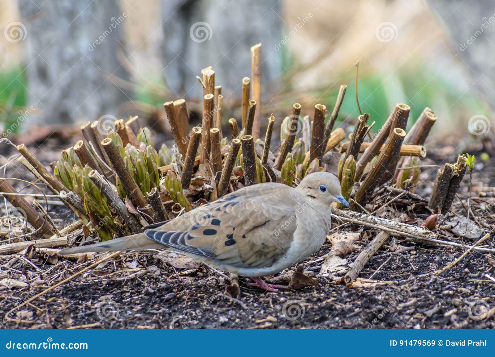 Mourning Dove on Ground in Spring Stock Image - Image of focus, blue ...