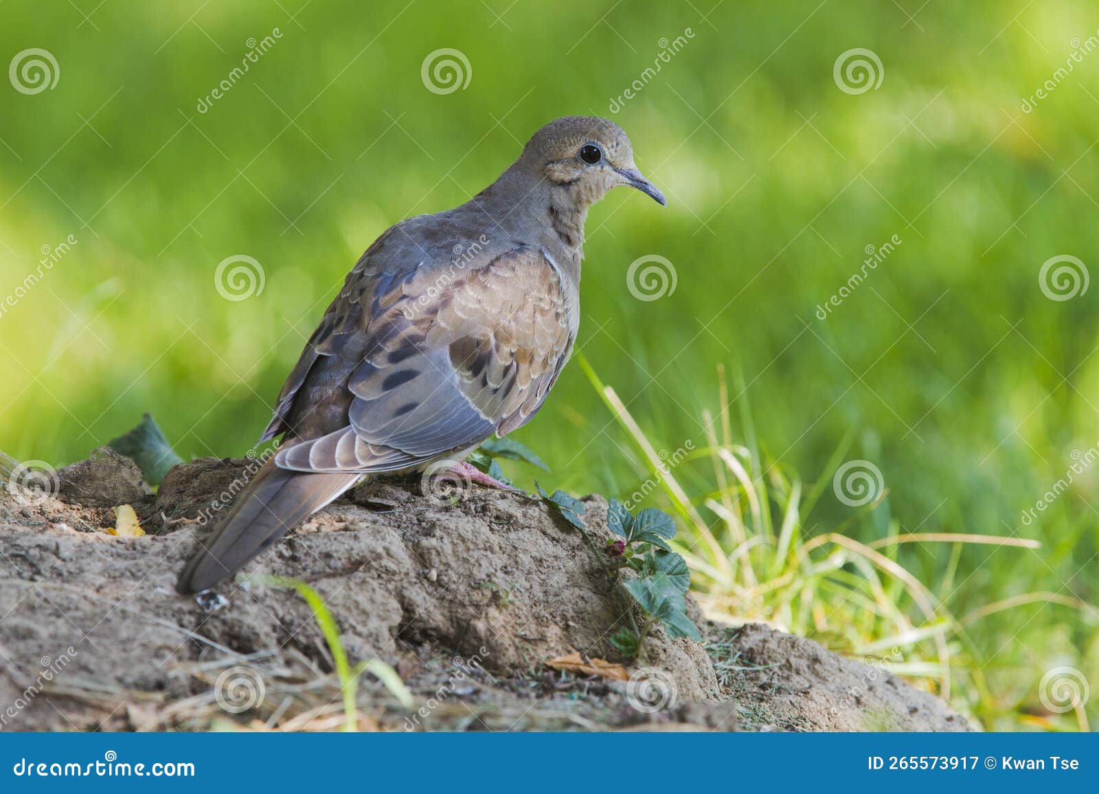 Mourning Dove Landing on Forest Ground. Stock Image - Image of forest ...