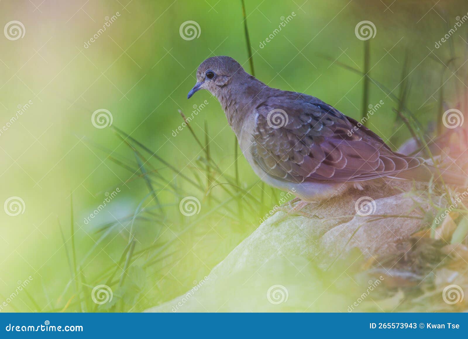 Mourning Dove Landing on Forest Ground. Stock Image - Image of brown ...