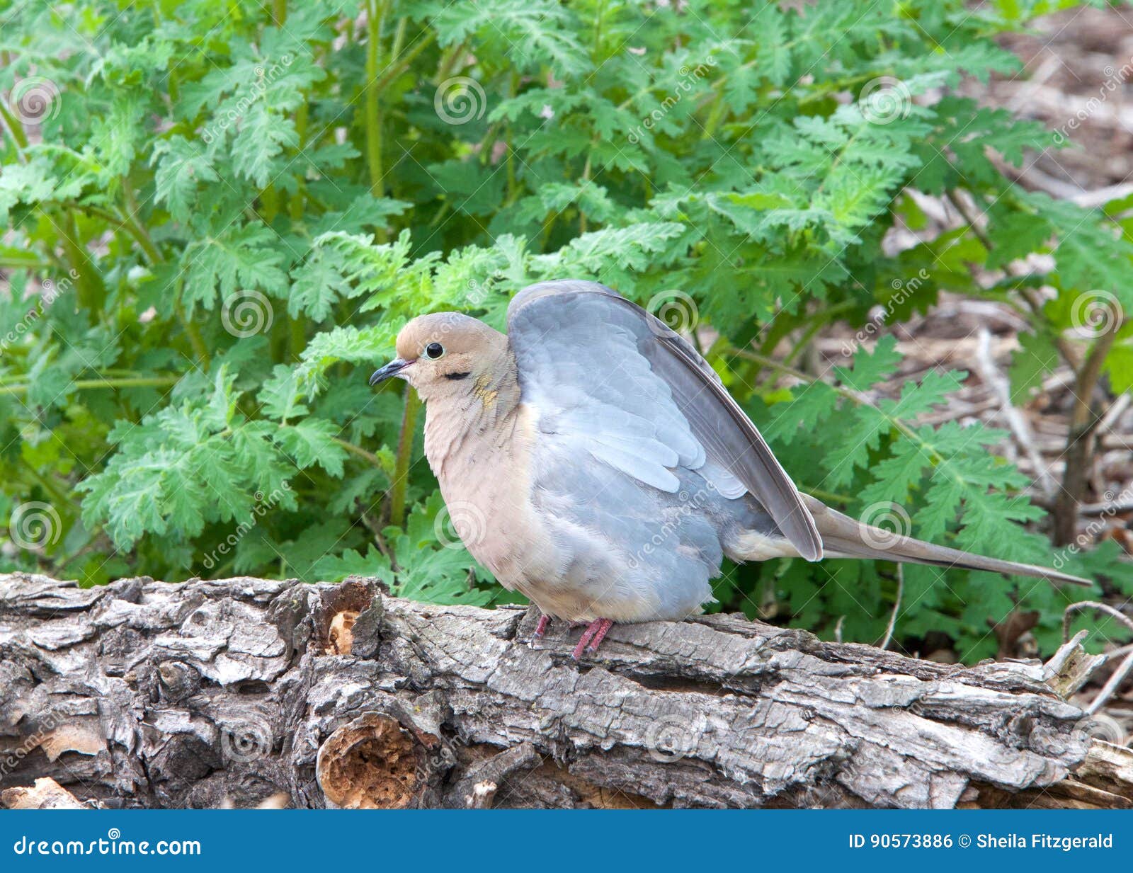 Mourning Dove on Log Ready To Take Off in Flight Stock Photo - Image of ...