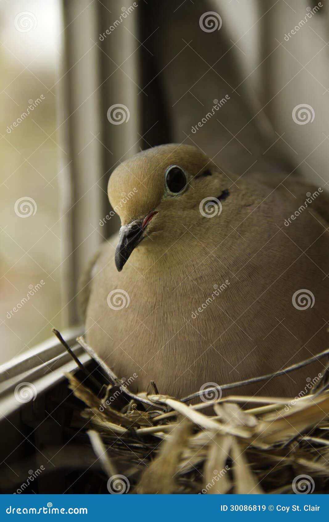 Dove on windowsill stock image. Image of dove, beak, bird - 30086819