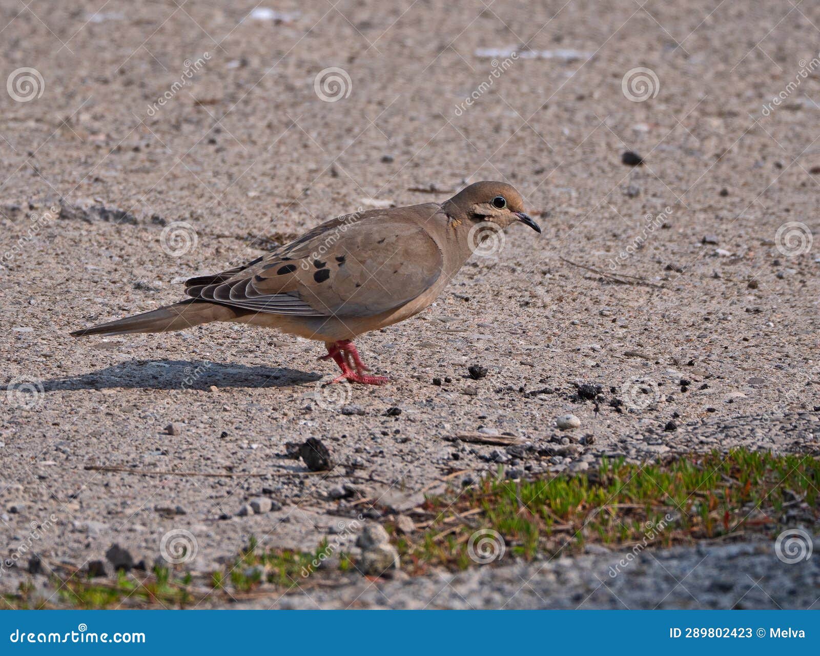 Mourning Dove,Oakville Harbour,Canada Stock Image - Image of nature ...