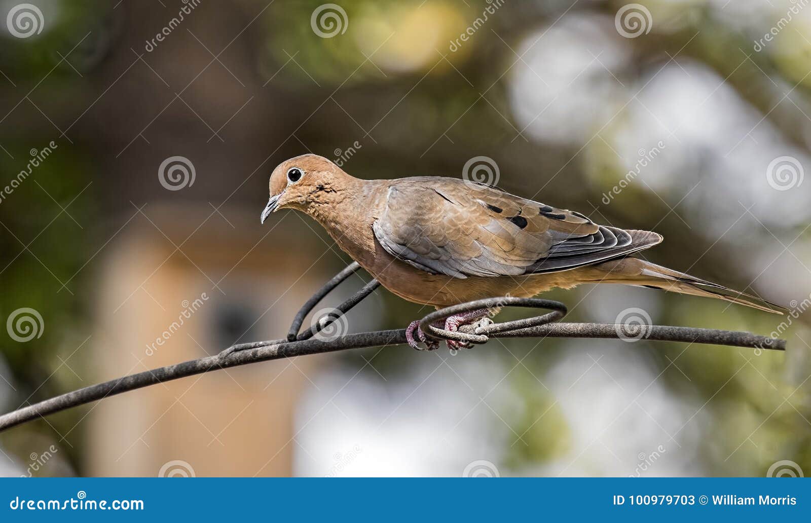 Mourning Dove stock image. Image of dove, avian, animal - 100979703