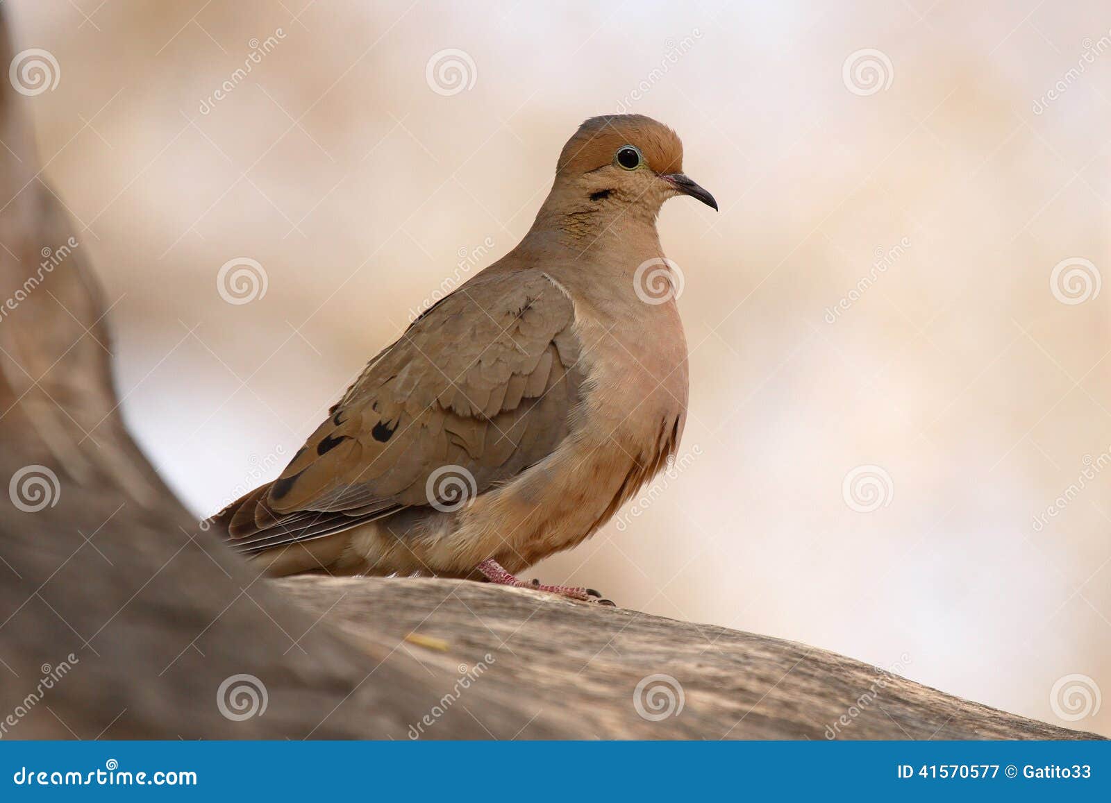 Mourning Dove on Perch stock image. Image of animal, spring - 41570577