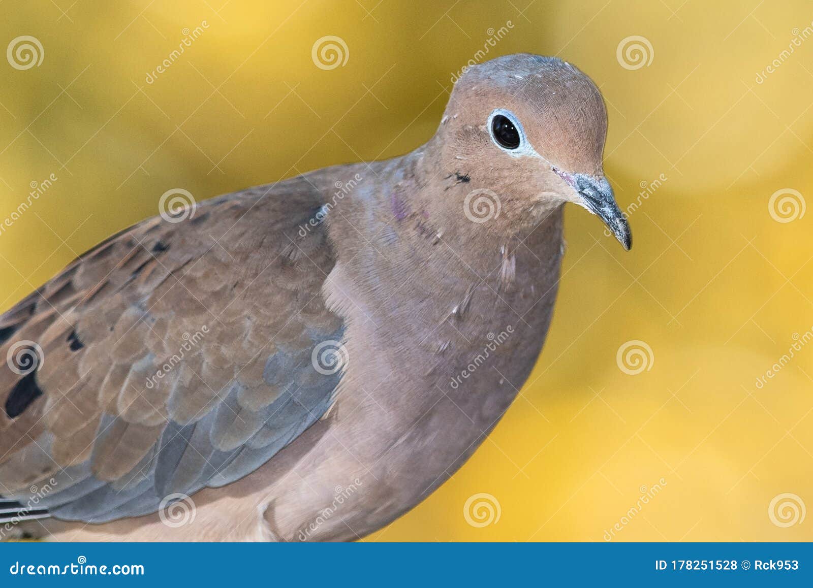 Mourning Dove Perched on an Autumn Branch Stock Photo - Image of black ...