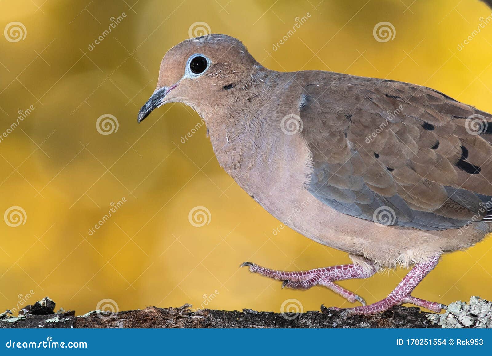 Mourning Dove Perched on an Autumn Branch Stock Photo - Image of animal ...
