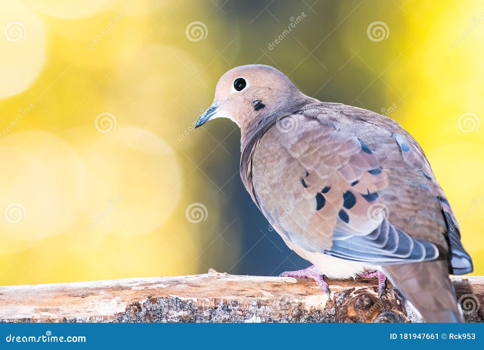 Mourning Dove Perched on an Autumn Branch Stock Image - Image of north ...