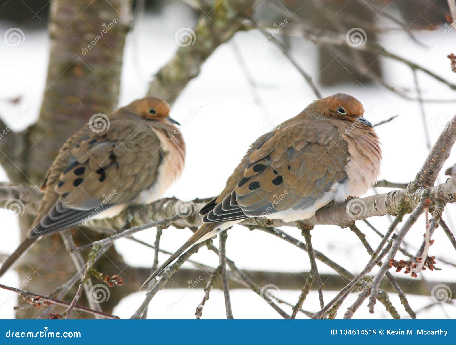 Mourning Dove Perched on a Bare Branch Stock Image - Image of feathers ...