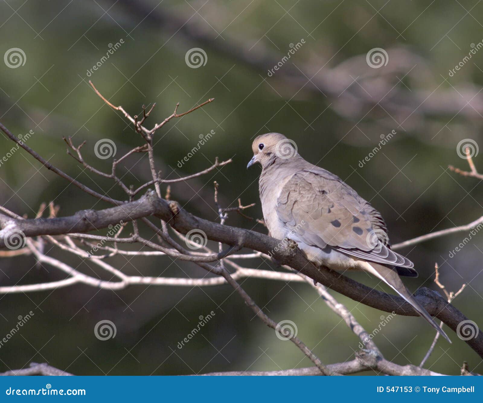 Mourning Dove Perched on a Branch Stock Image - Image of perch ...