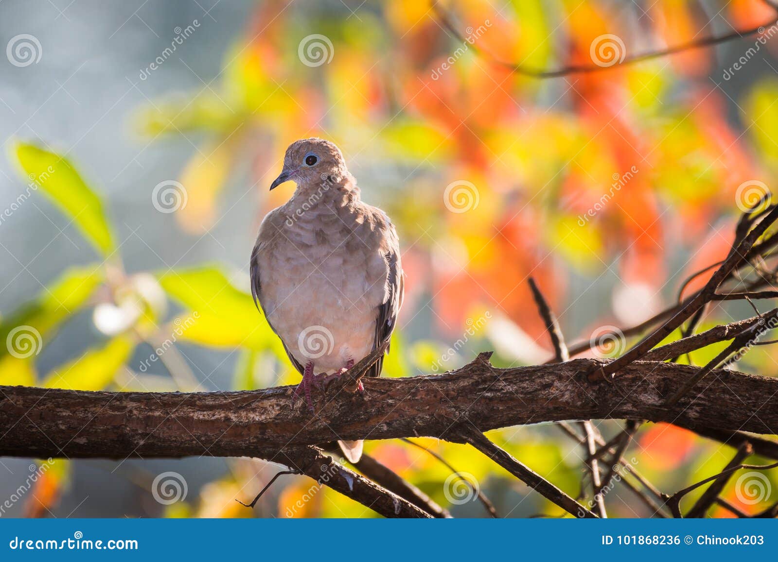 Mourning Dove Perched on a Branch with Fall Leaves in Background Stock ...