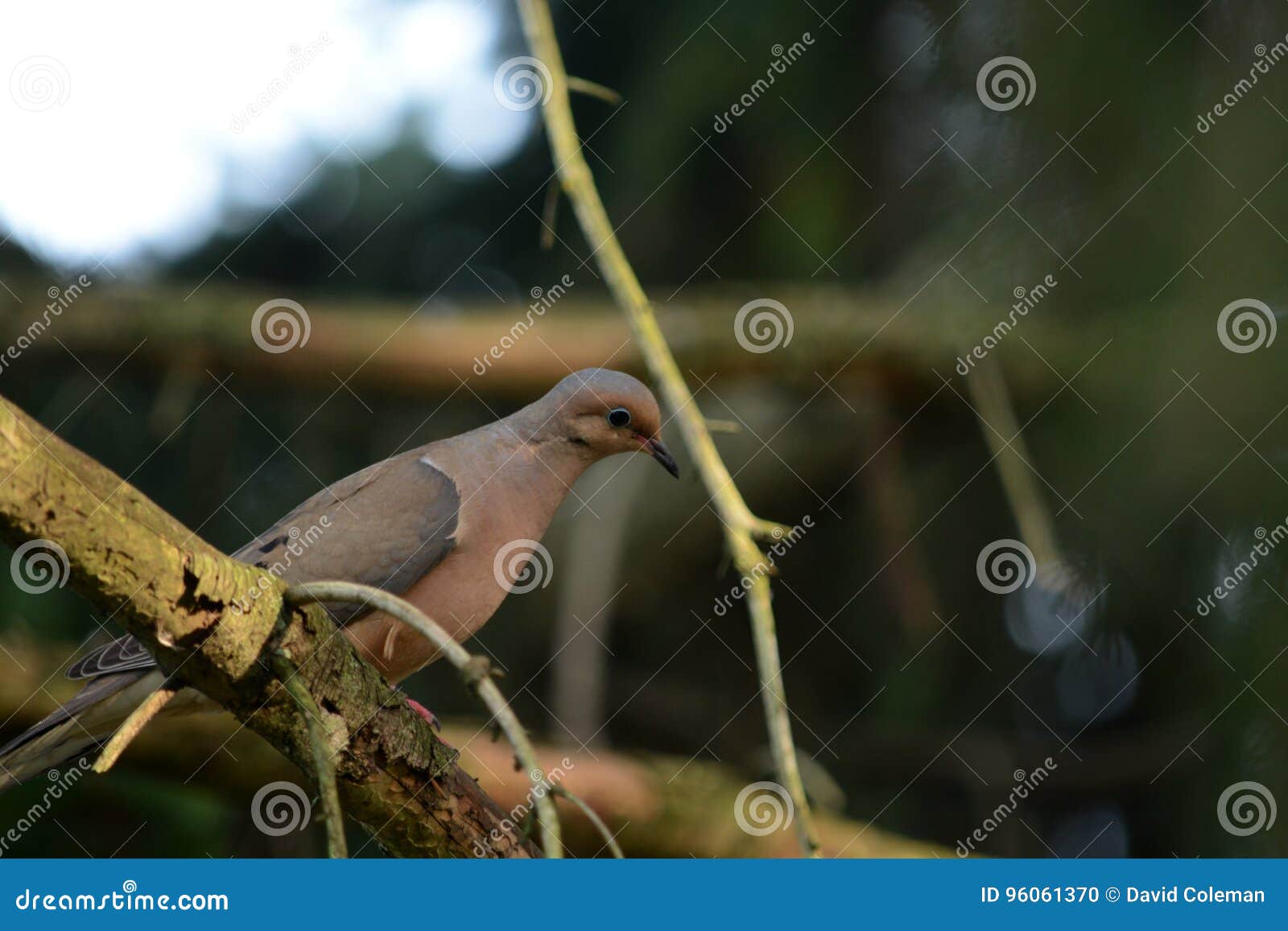 Mourning dove stock photo. Image of sitting, perched - 96061370