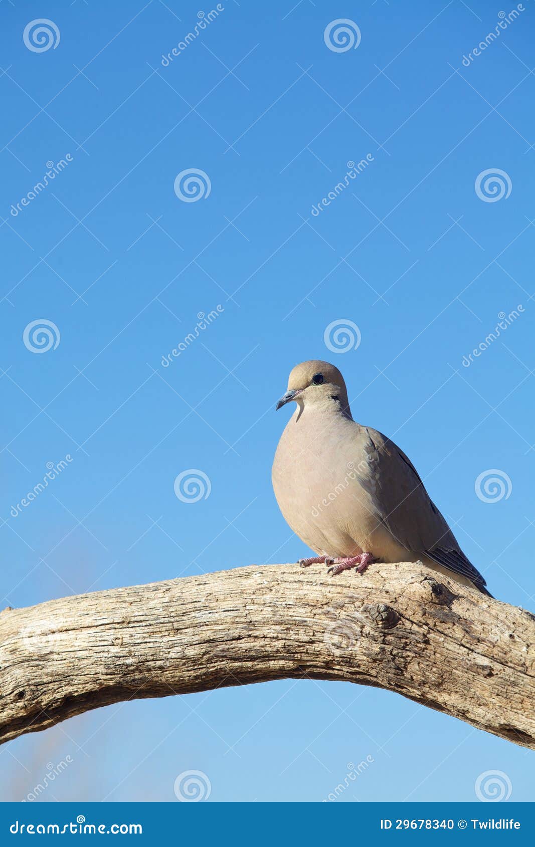 Mourning Dove Perched on Log Stock Photo - Image of gamebird, mourning ...