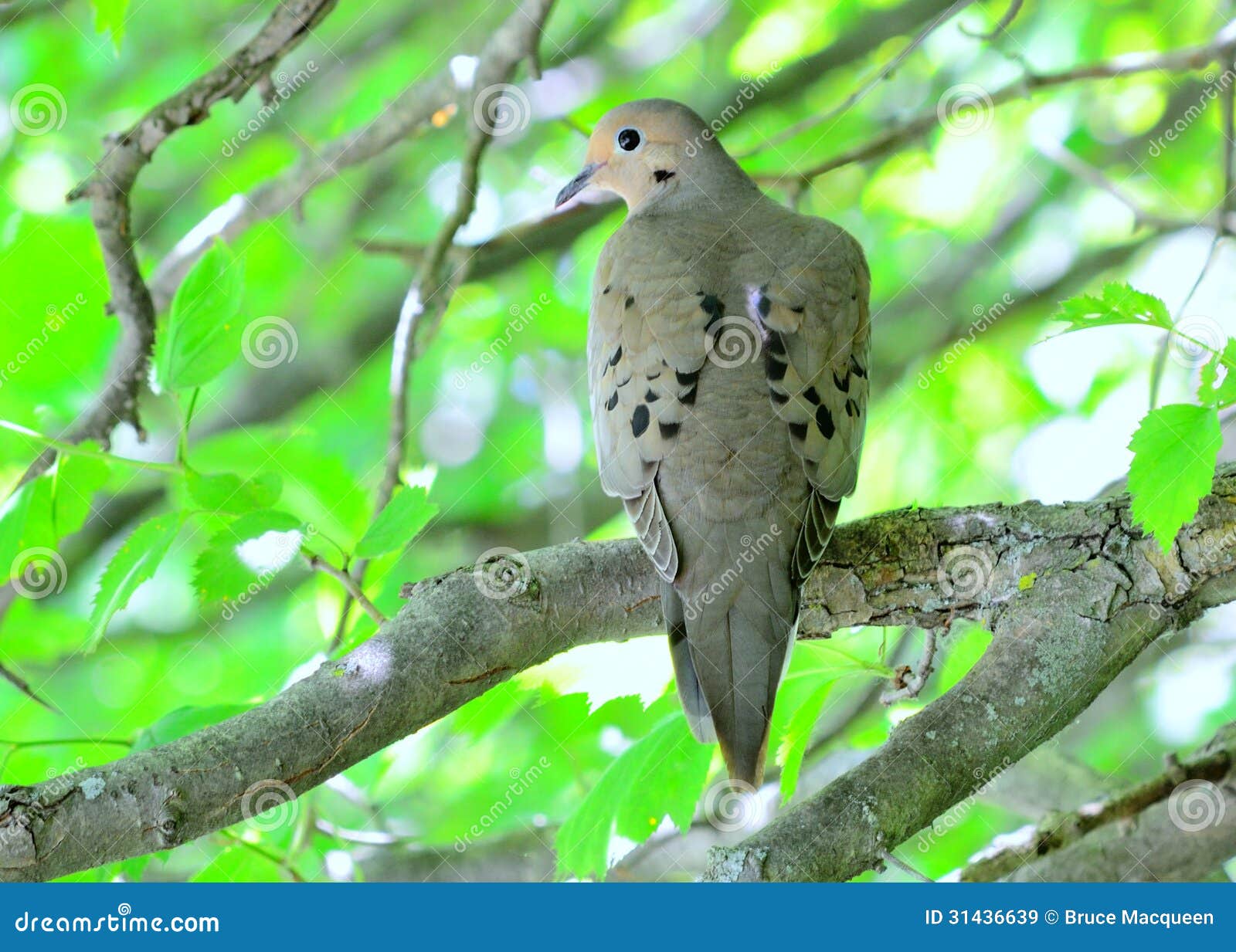 Mourning dove stock image. Image of dove, perching, wild - 31436639