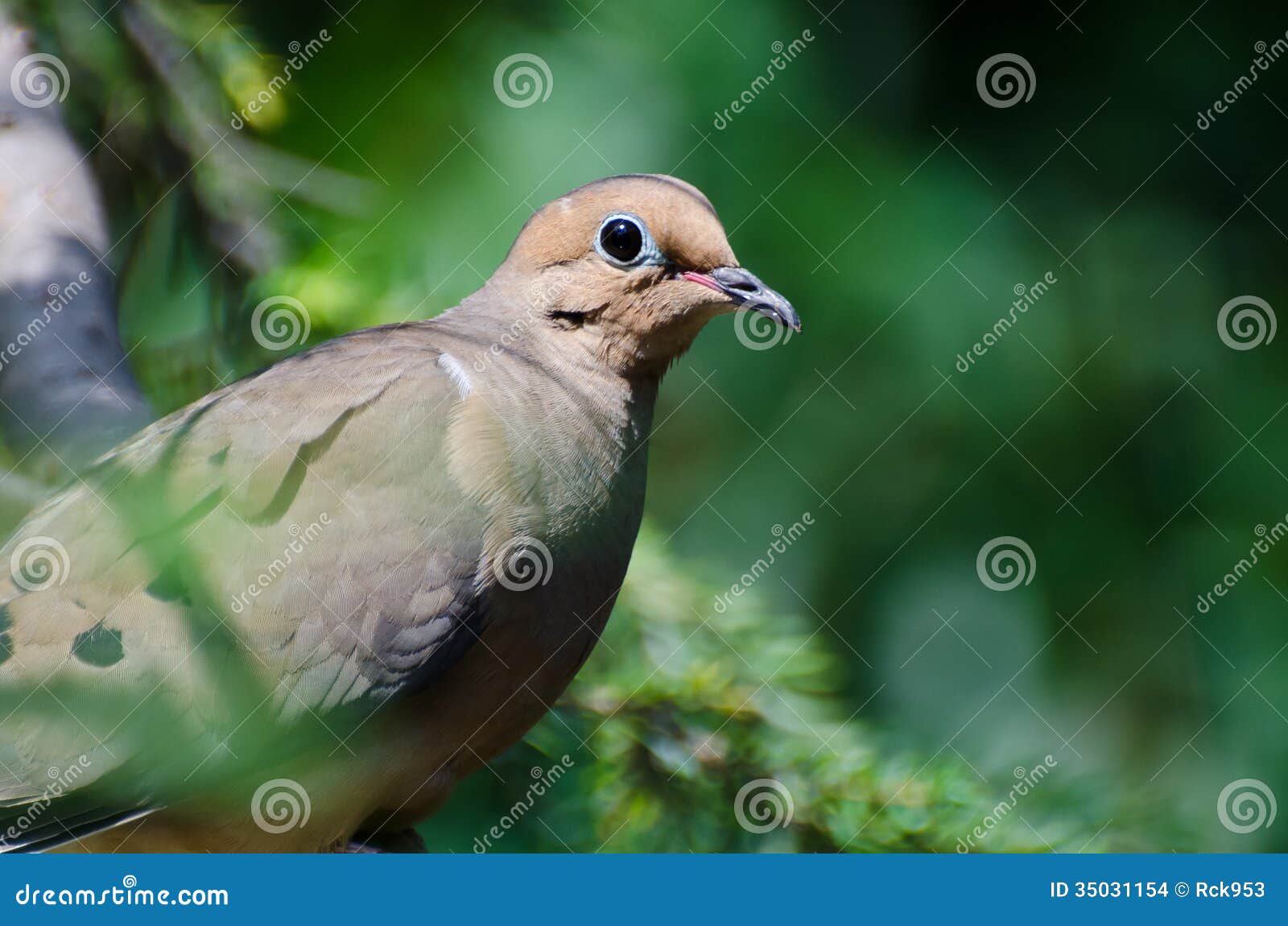 Mourning Dove Perched in a Tree Stock Photo - Image of wildlife, green ...