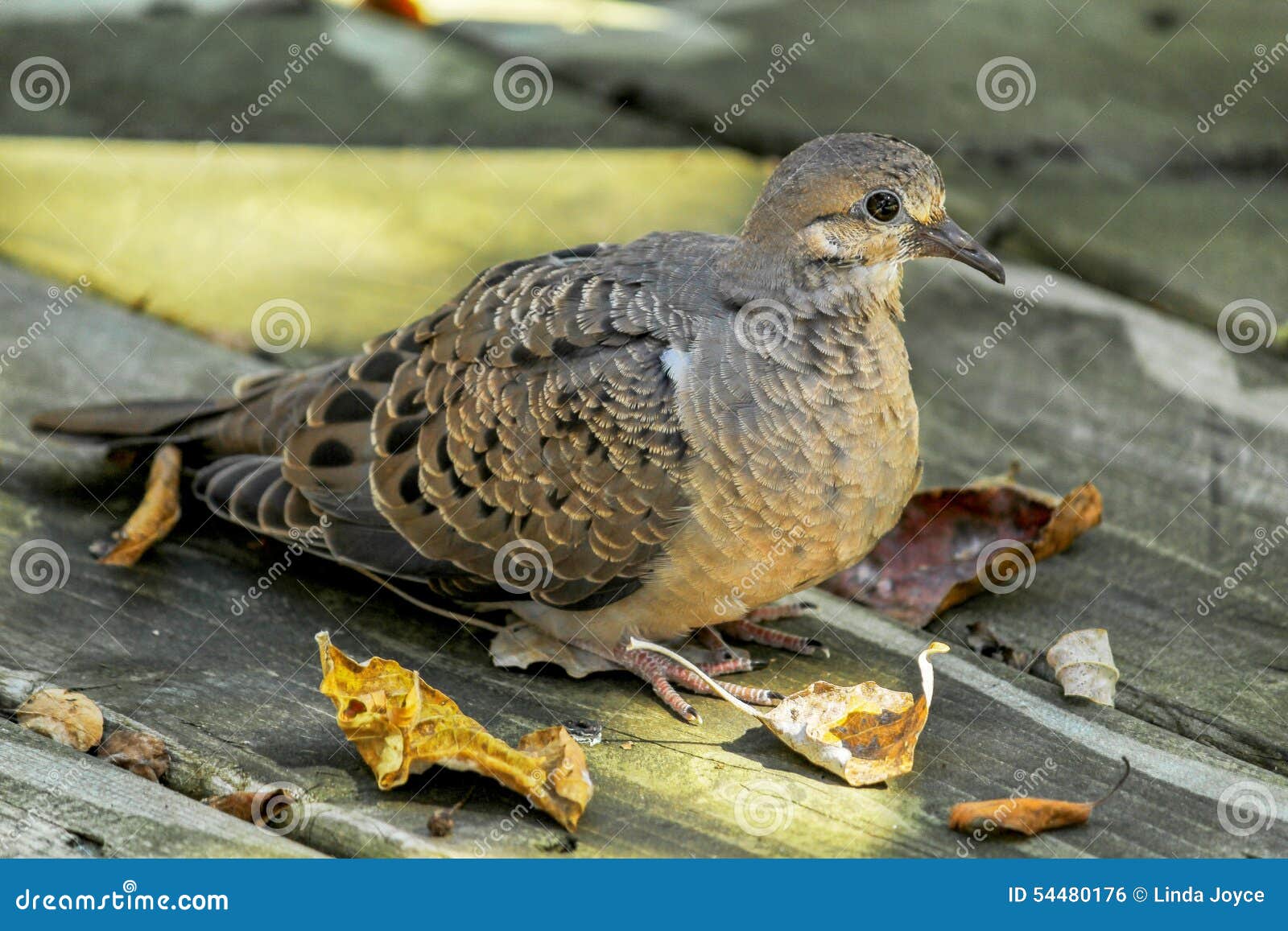 Mourning Dove Resting on Deck Boards in the Fall Stock Photo - Image of ...